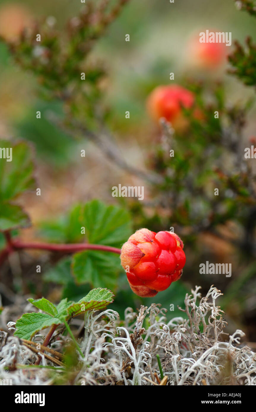 Chamaemorus hi-res stock photography and images - Alamy