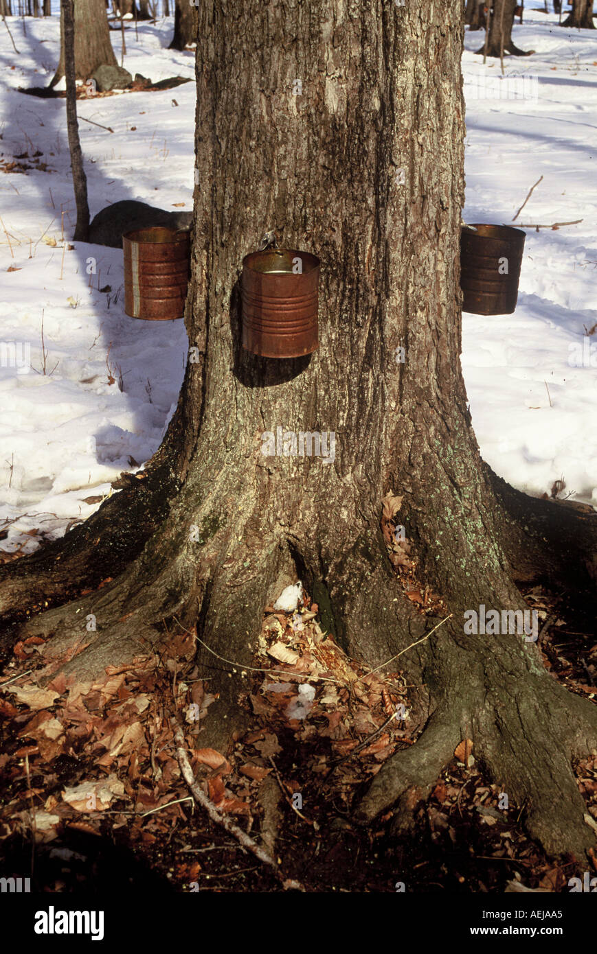 Maple sugar harvesting hi-res stock photography and images - Alamy