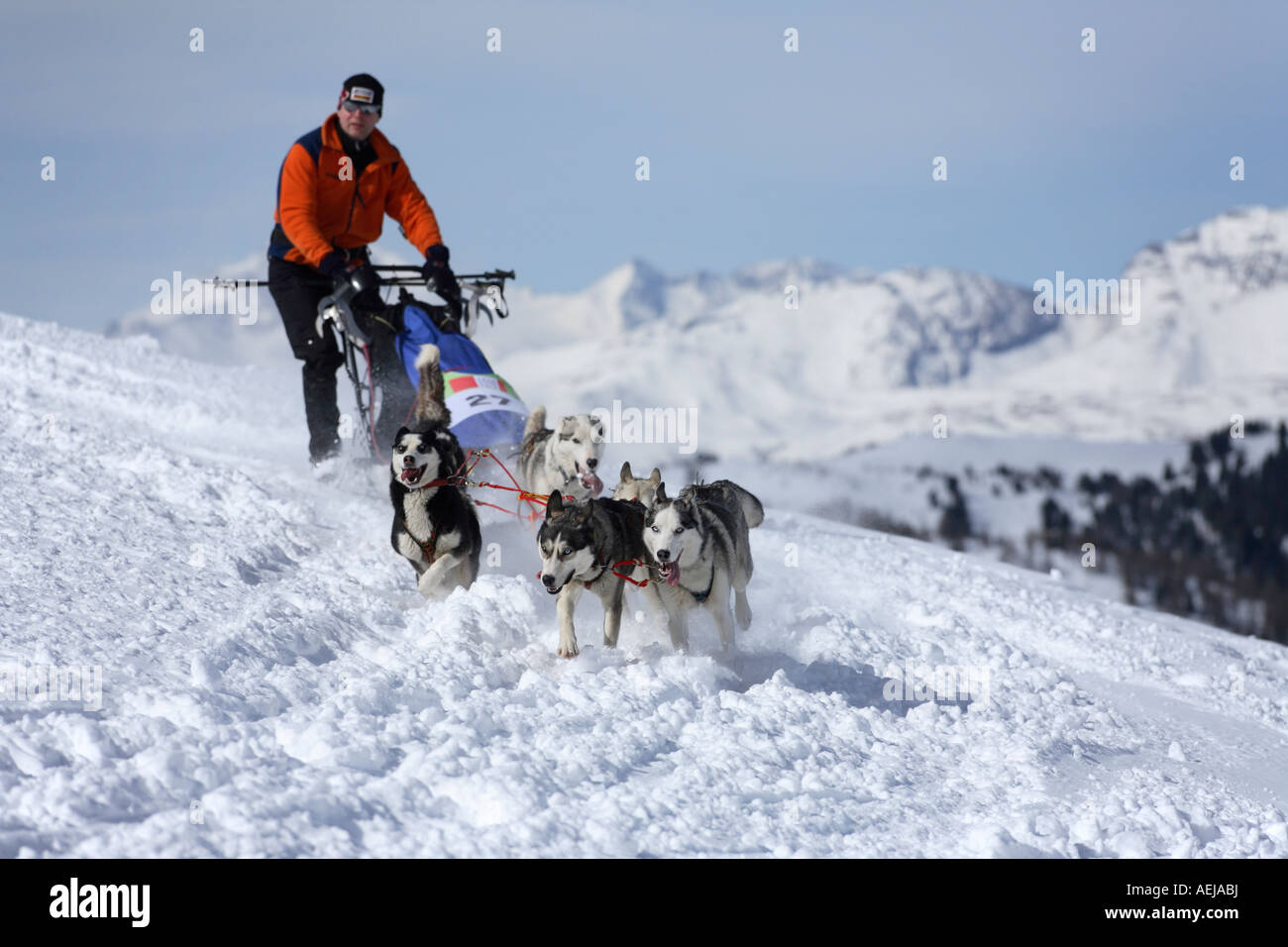 Sledge dog dyad, Innerkrems, Nock mountains, Carinthia, Austria Stock ...