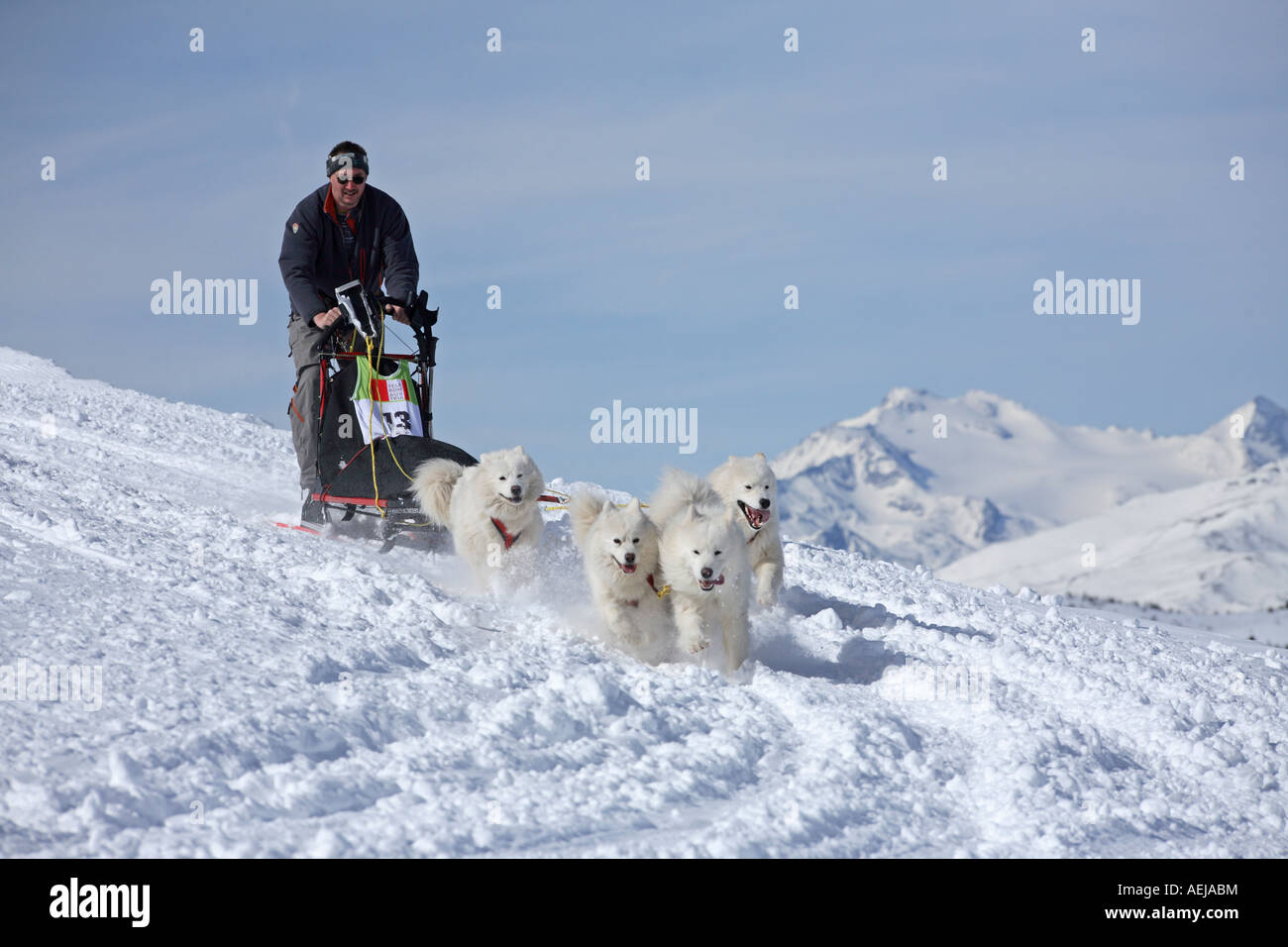 Sledge dog dyad, Innerkrems, Nock mountains, Carinthia, Austria Stock ...