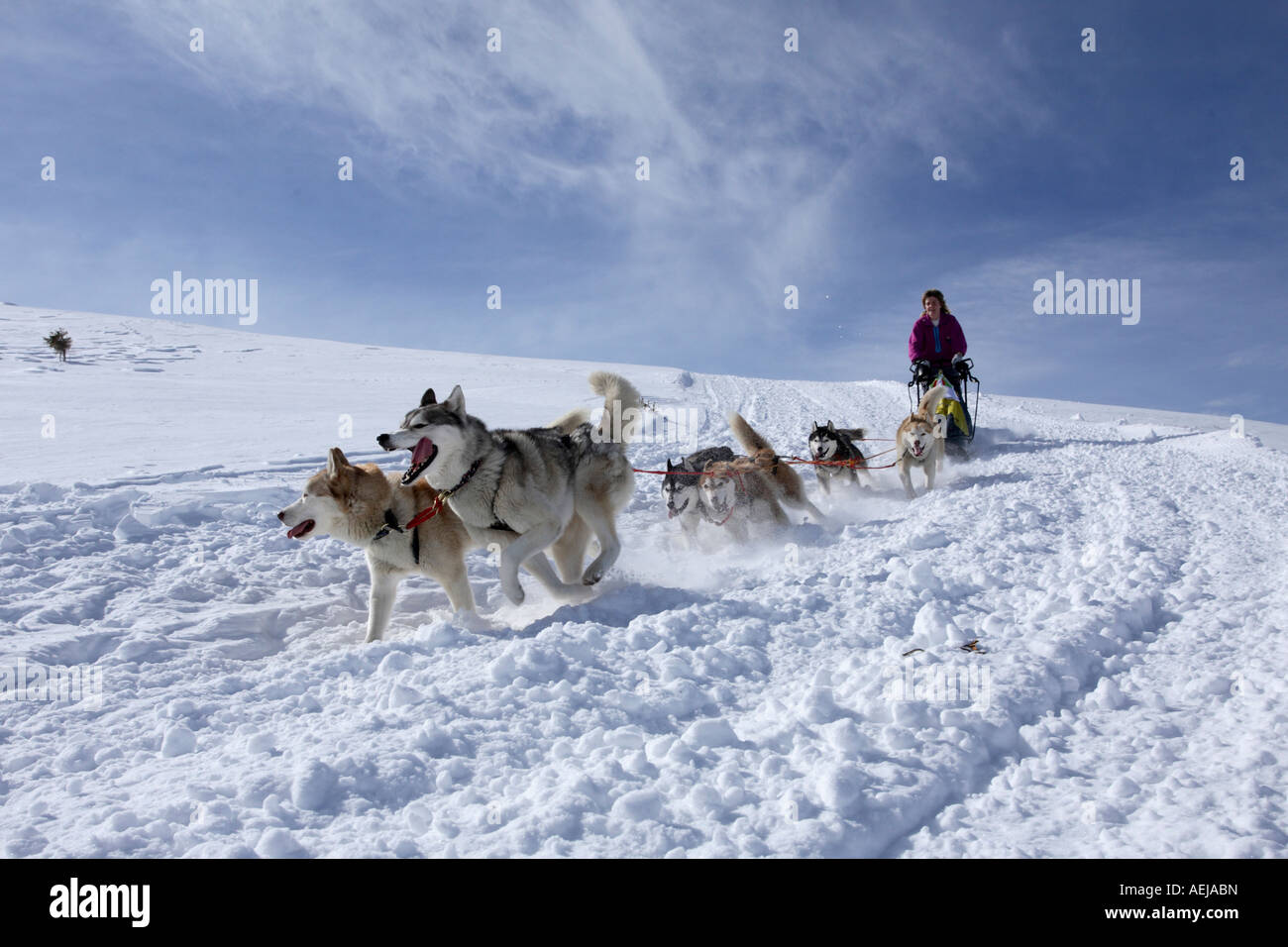 Sledge dog dyad, Innerkrems, Nock mountains, Carinthia, Austria Stock ...