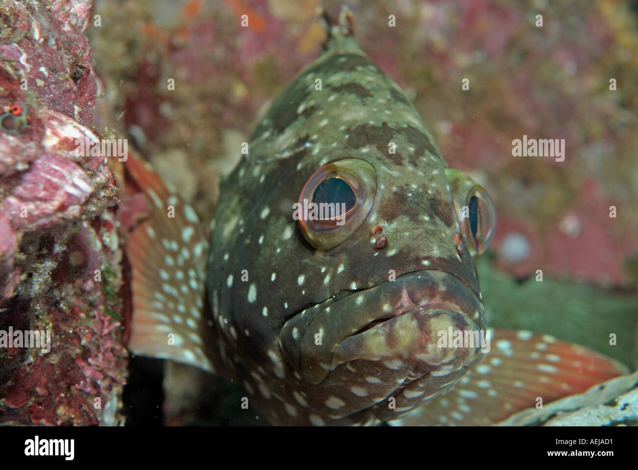 camouflage grouper off Costa Rica, Catalina Islands Stock Photo - Alamy
