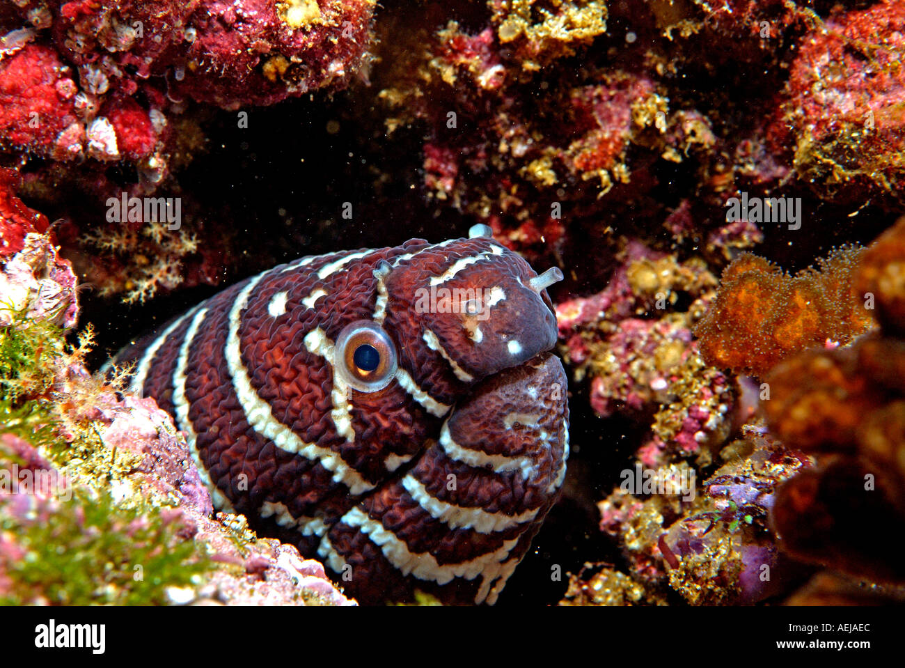 Zebra moray eel off Costa Rica, Catalina Islands Stock Photo - Alamy