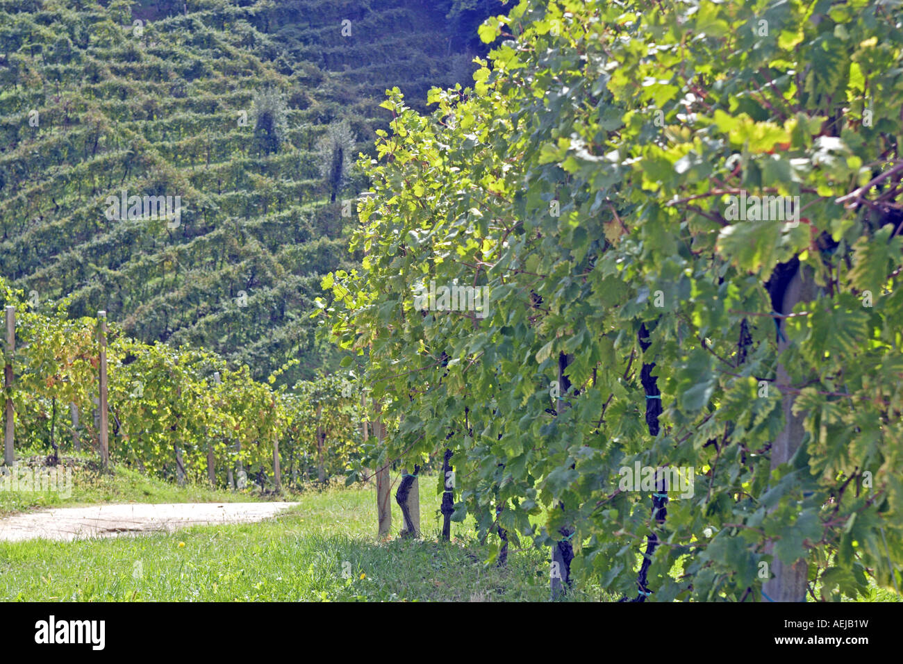 Italy Veneto Route del Prosecco medieval hill towns in the foothills of ...