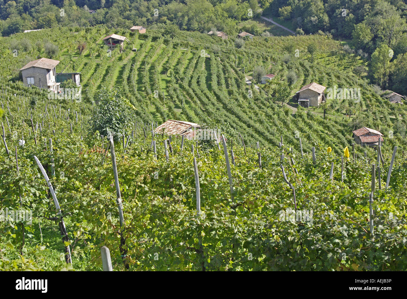 Prosecco route hi-res stock photography and images - Alamy