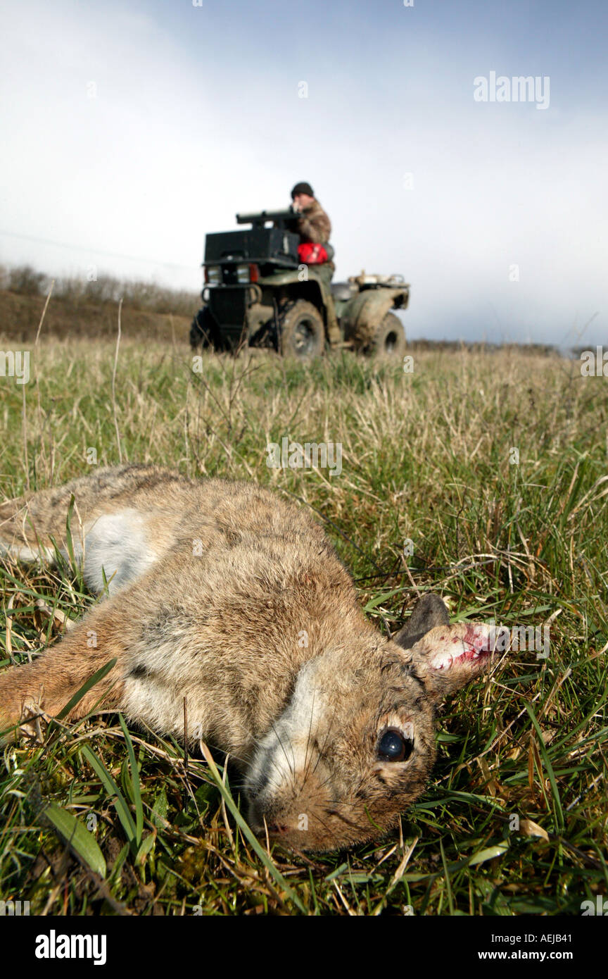 Death rabbit hi-res stock photography and images - Alamy