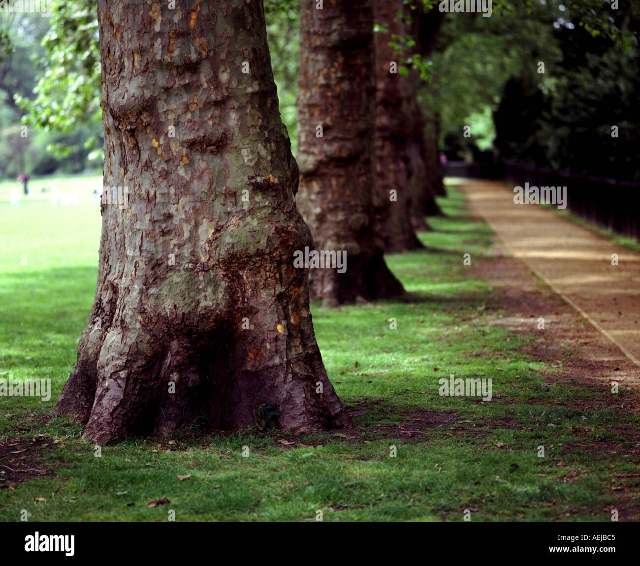 road park trees Stock Photo - Alamy