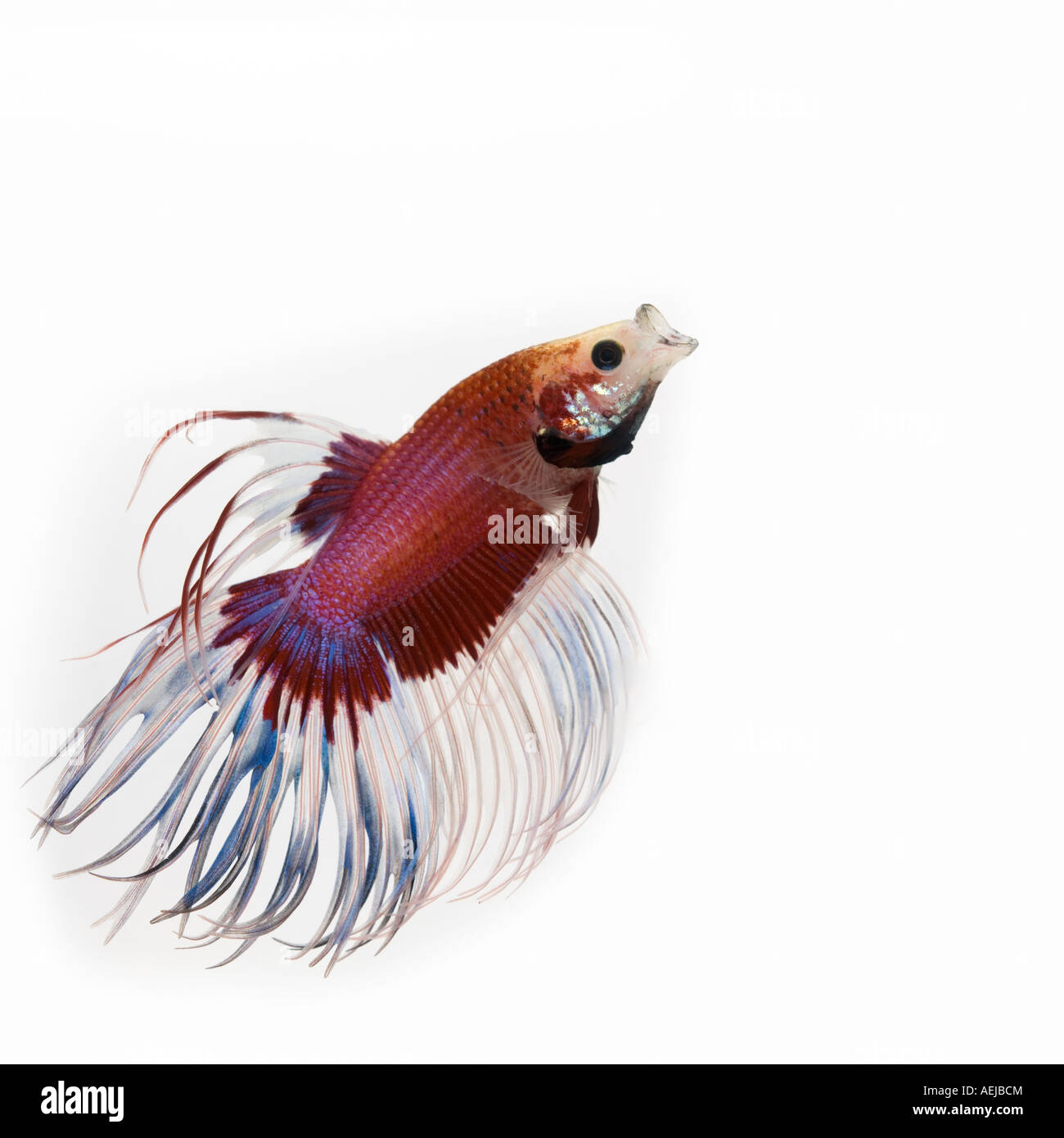 Red And White Betta Fish