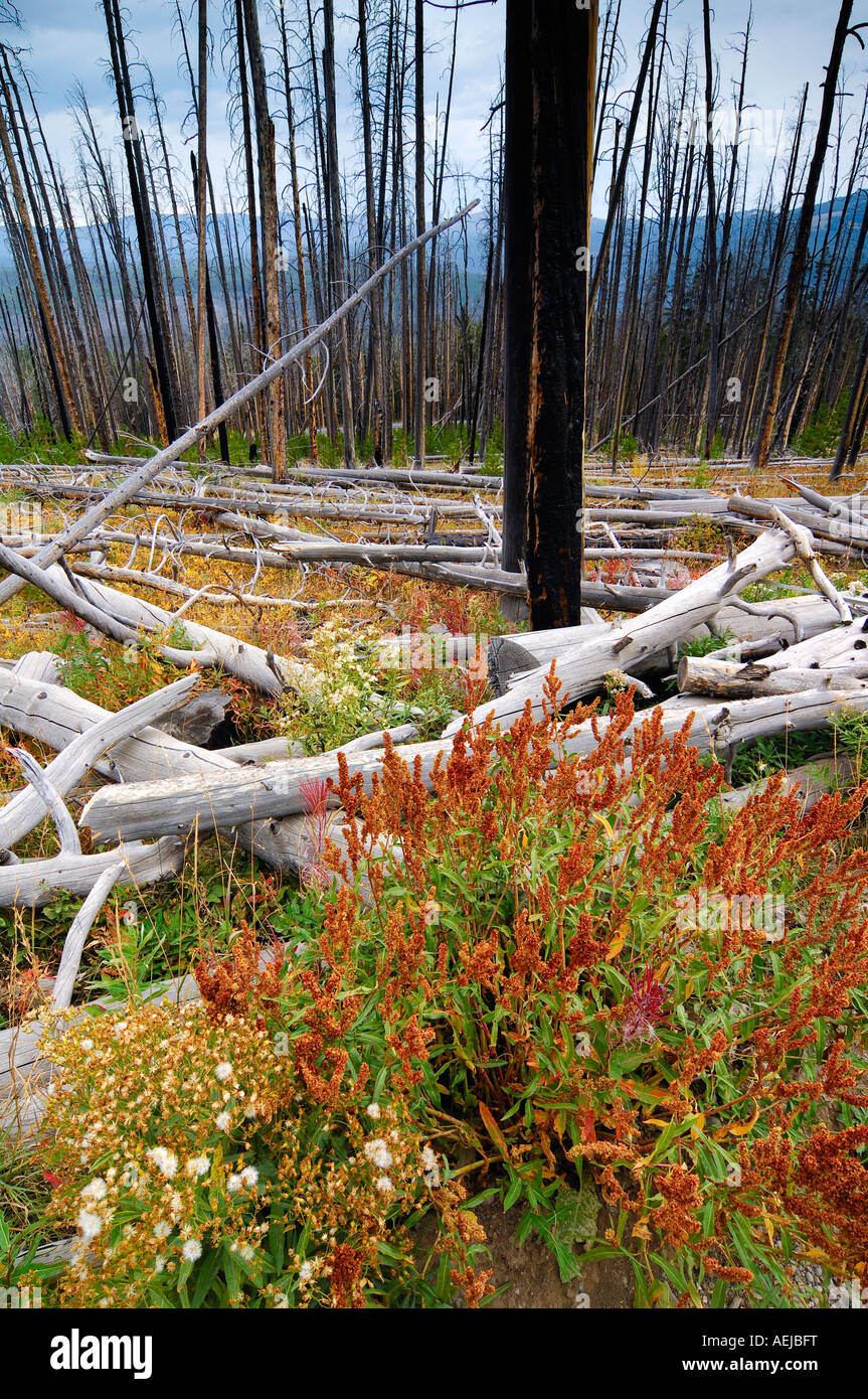 Coarse woody debris on the ground after forest fire, Yellowstone ...