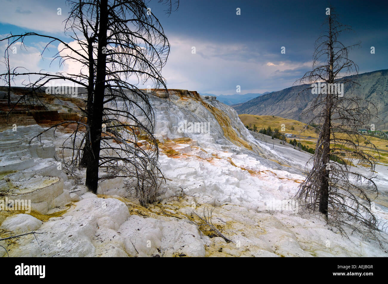 Dead trees, Mammoth Hot Springs, Yellowstone Nationalpark, Wyoming, USA ...