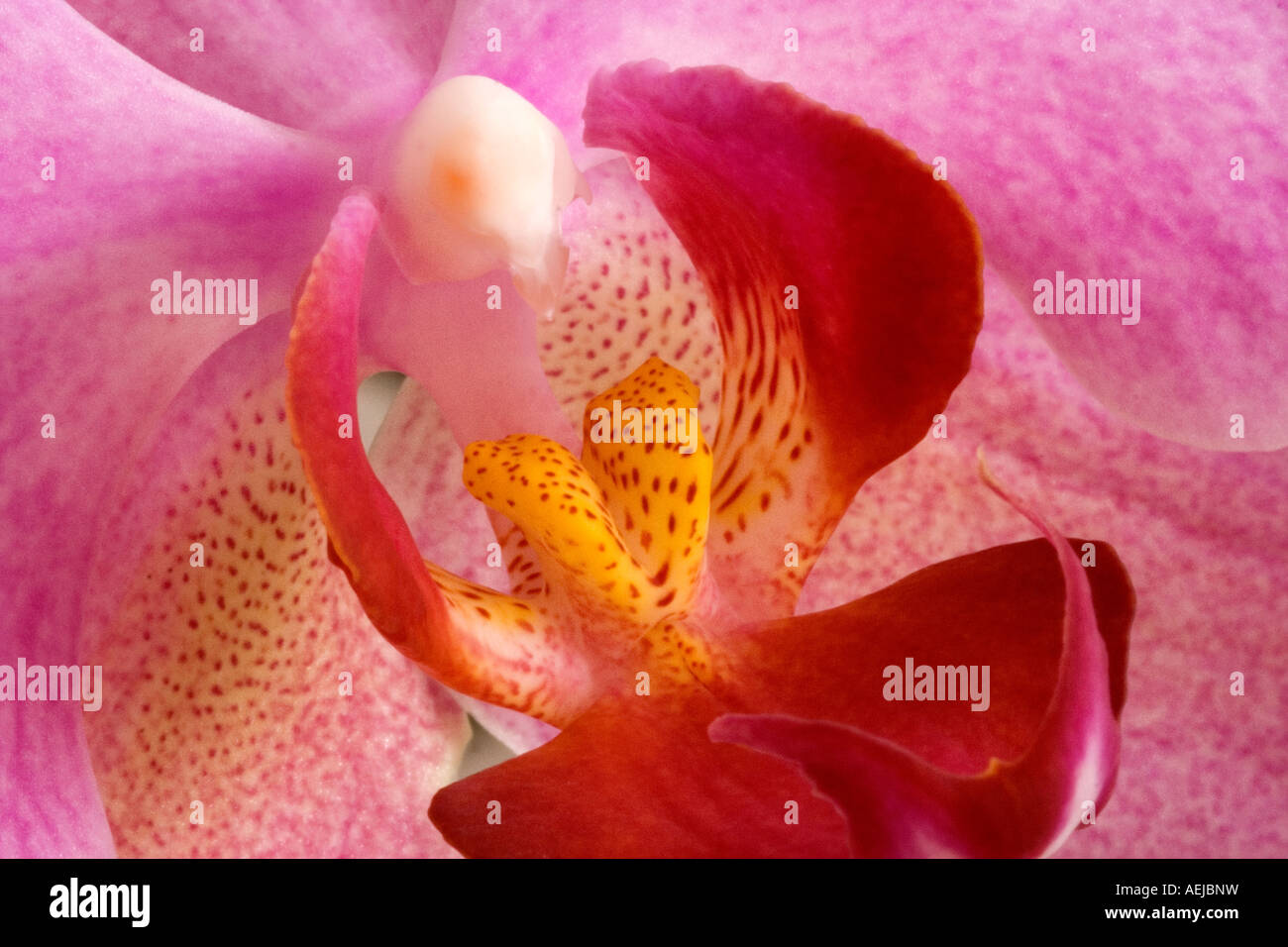 The Orchid in Close up Stock Photo - Alamy