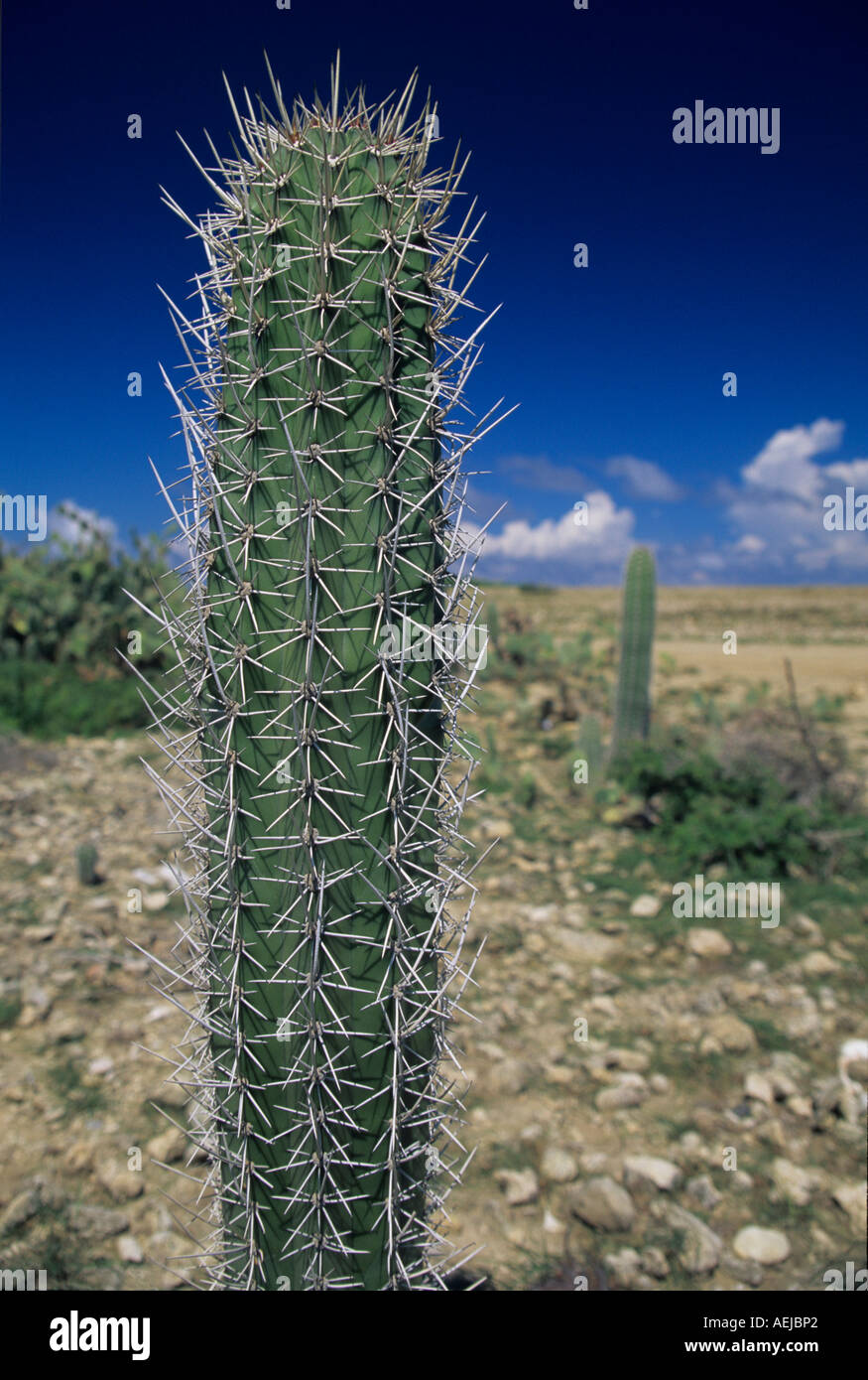 Aruba Cactus Beach High Resolution Stock Photography and Images - Alamy