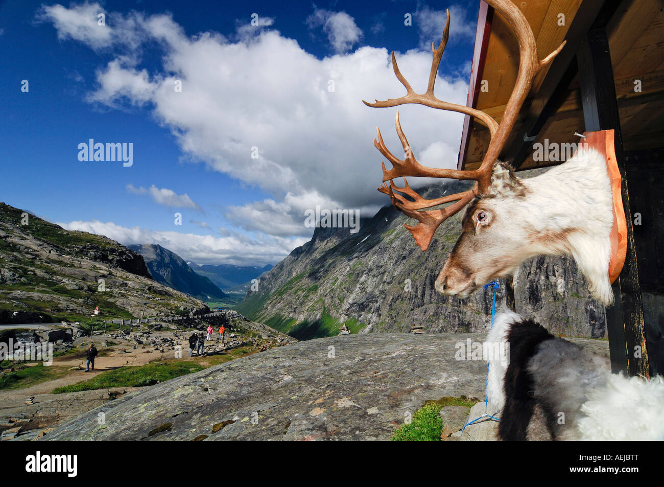 Reindeer trophy at the wall of a souvenir shop at the Trolligsten ...