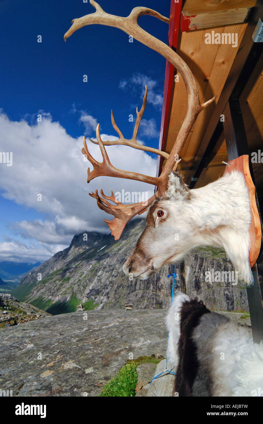 Trophäe jagd hi-res stock photography and images - Alamy