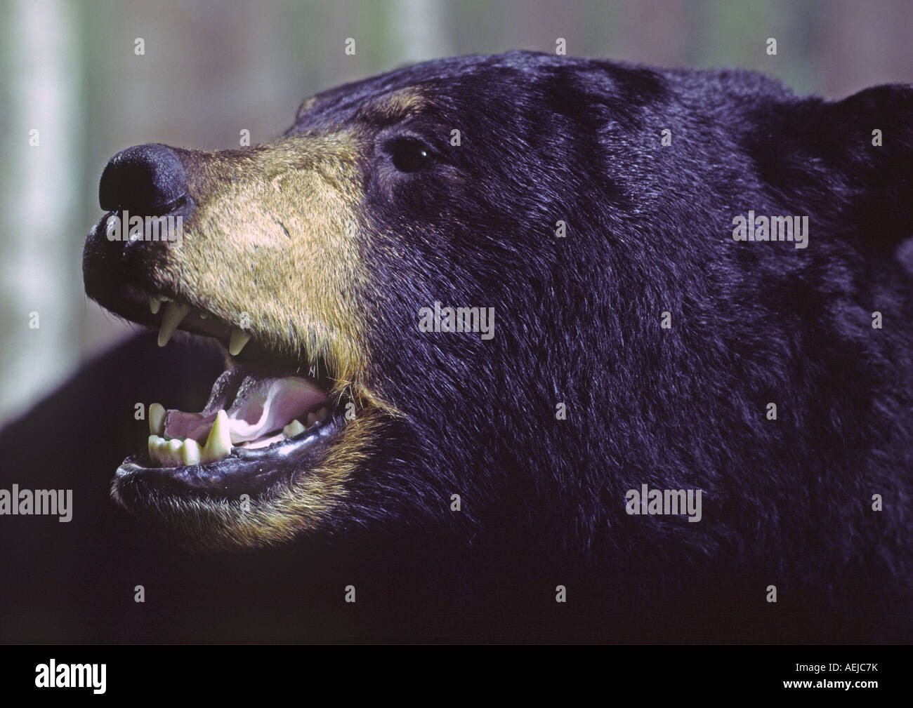 growling angry black bear with open mouth showing teeth Stock Photo - Alamy