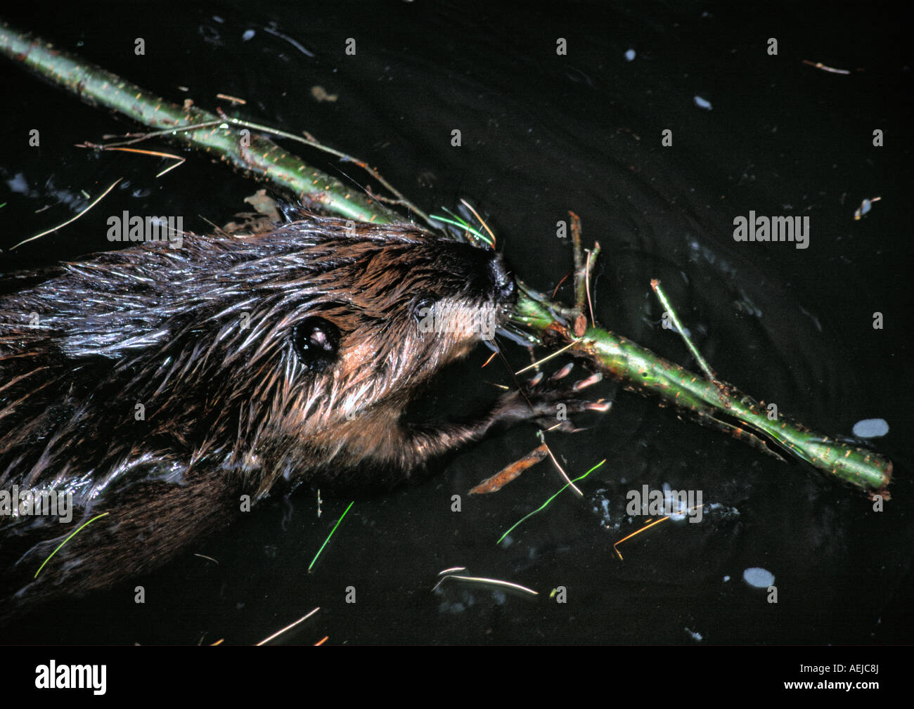Beaver moving stick hi-res stock photography and images - Alamy