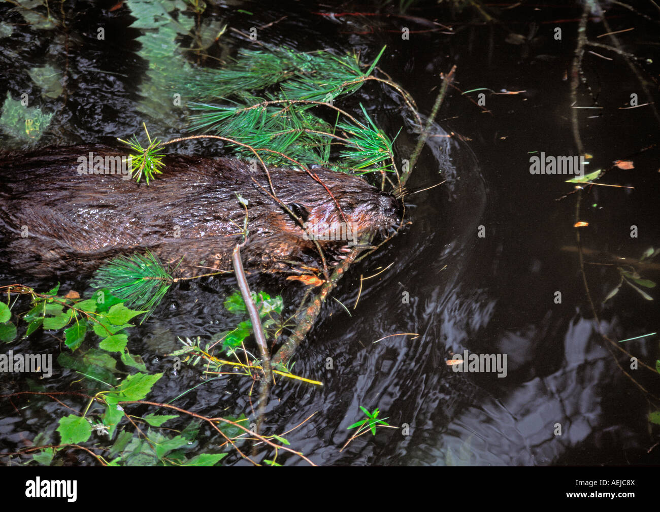 Beaver moving stick hi-res stock photography and images - Alamy