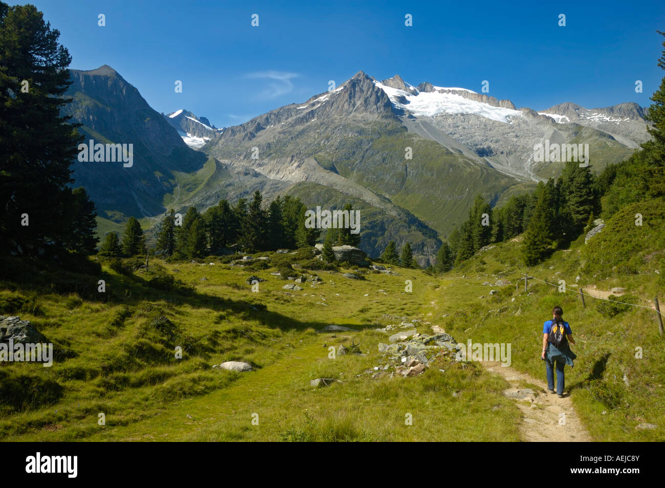 Aletsch Forest, Valais, Switzerland, Europe Stock Photo - Alamy