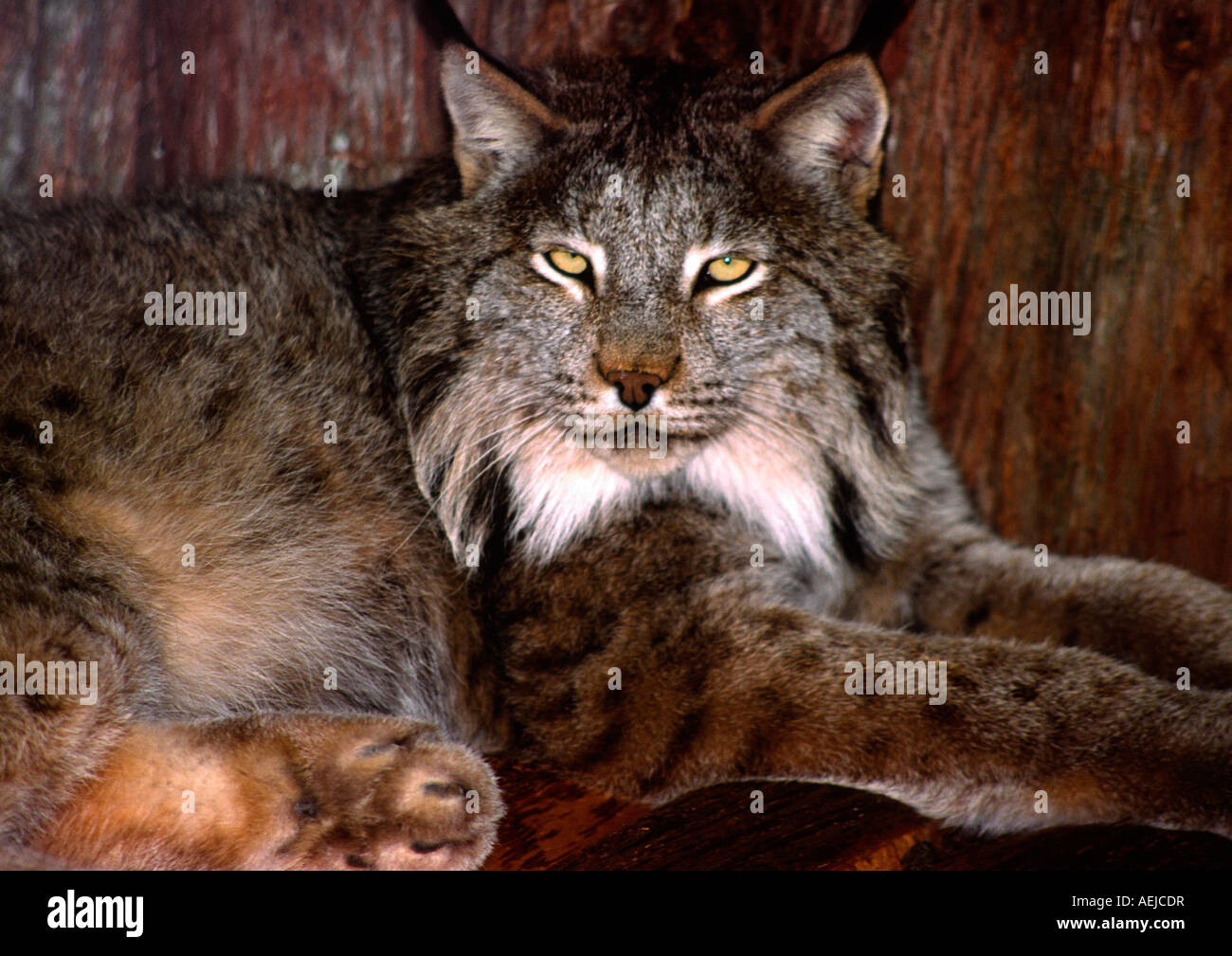 Lynx felis canadensis hi-res stock photography and images - Alamy
