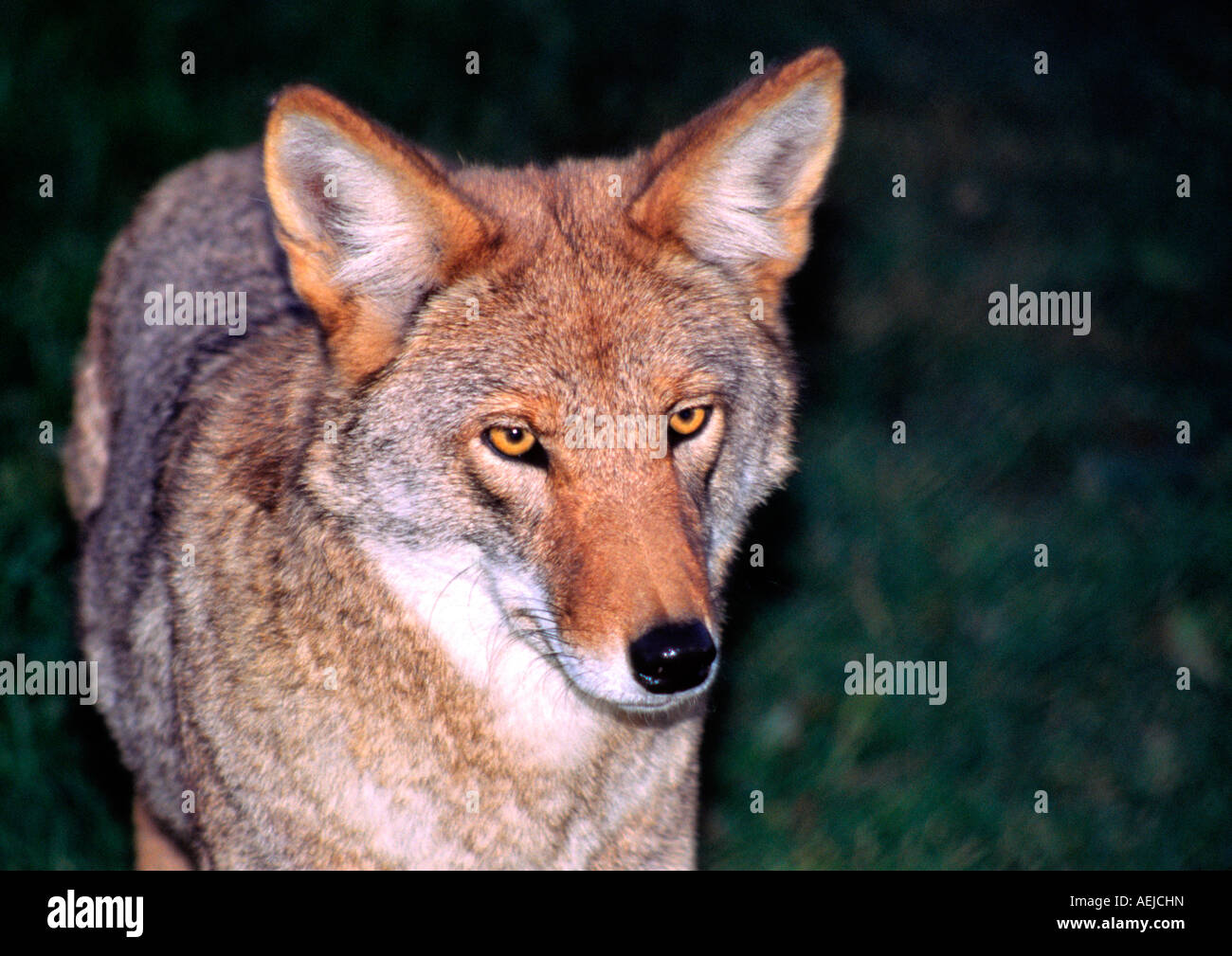 Eastern coyote hi-res stock photography and images - Alamy