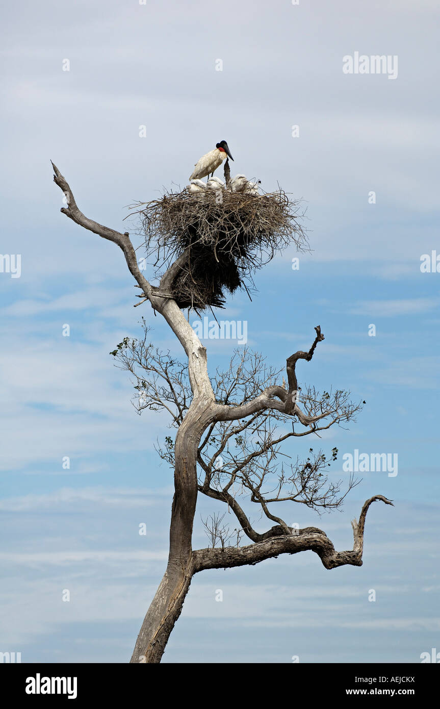 Jabiru storch jabiru hi-res stock photography and images - Alamy