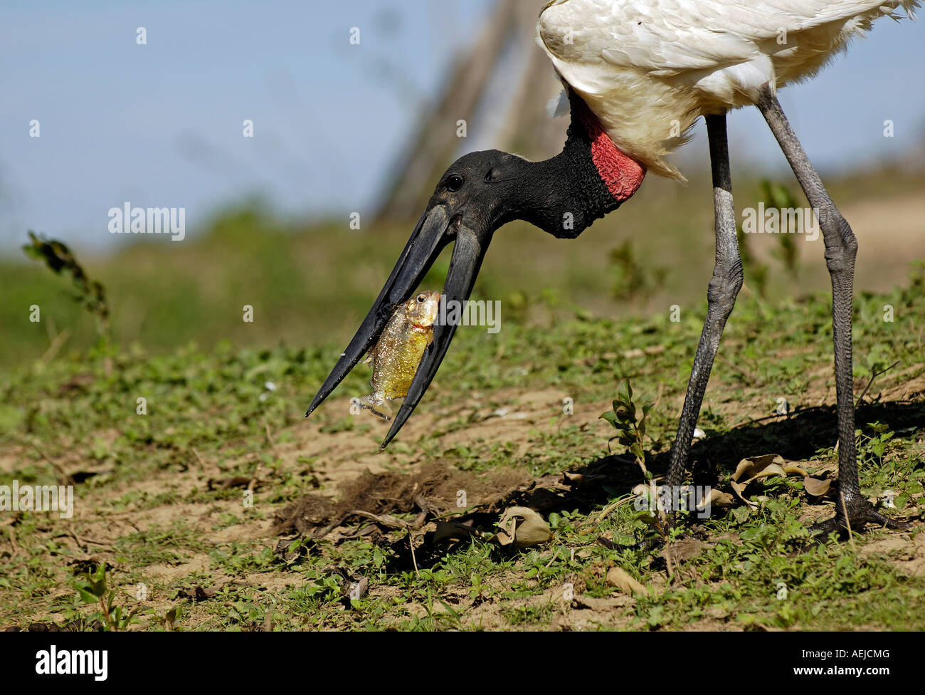 Jabiru storch jabiru hi-res stock photography and images - Alamy