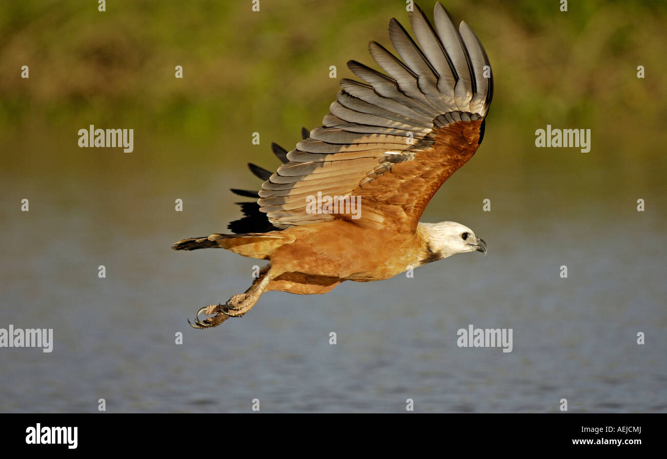 Fish buzzard, Busarellus nigricollis, Pantanal, Brasil Stock Photo - Alamy