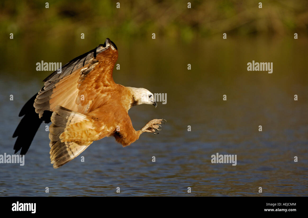 Fish buzzard, Busarellus nigricollis, Pantanal, Brasil Stock Photo - Alamy