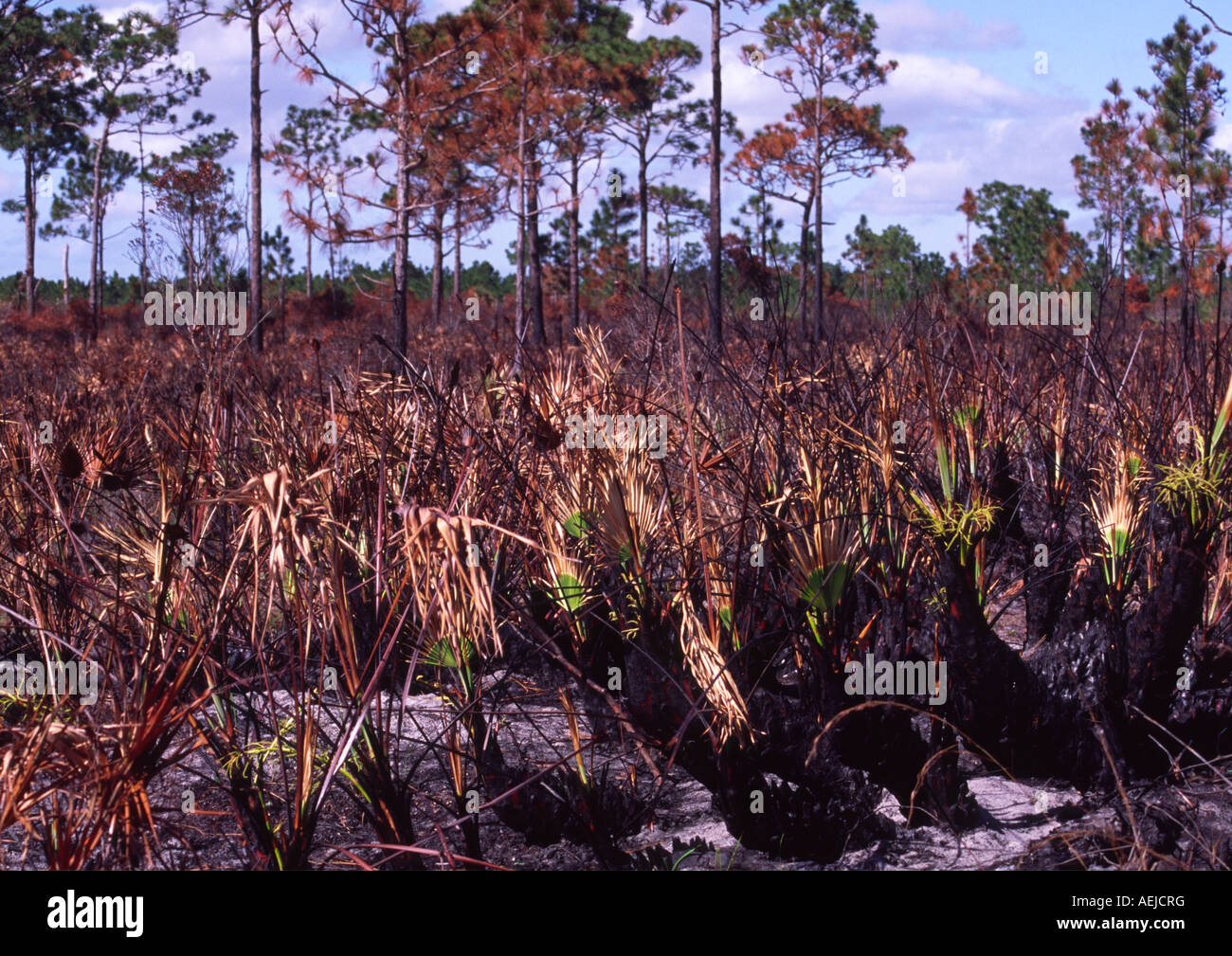 Controled burn hi-res stock photography and images - Alamy