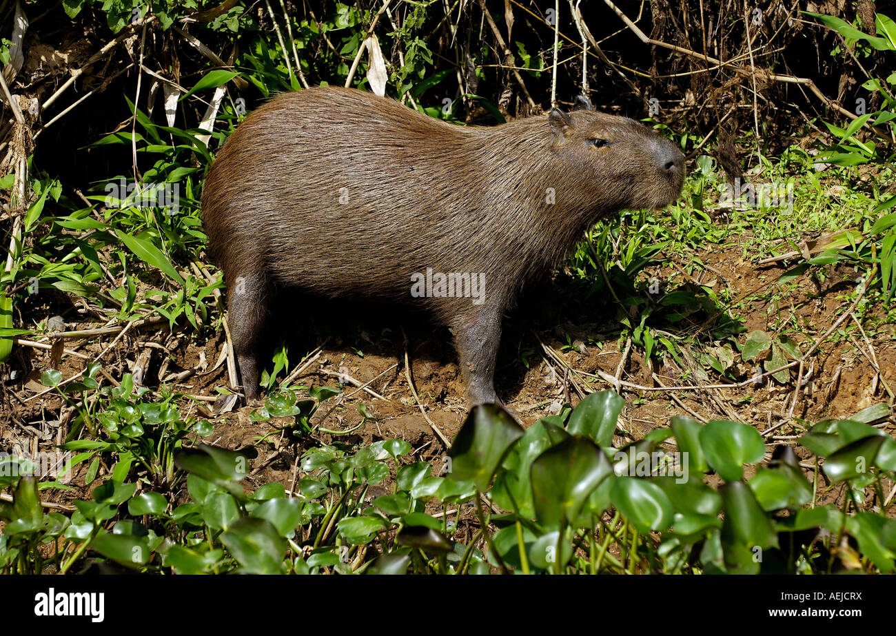 Capybara, Hydorchaeris hydrochaeris, Pantanal, brasil Stock Photo - Alamy