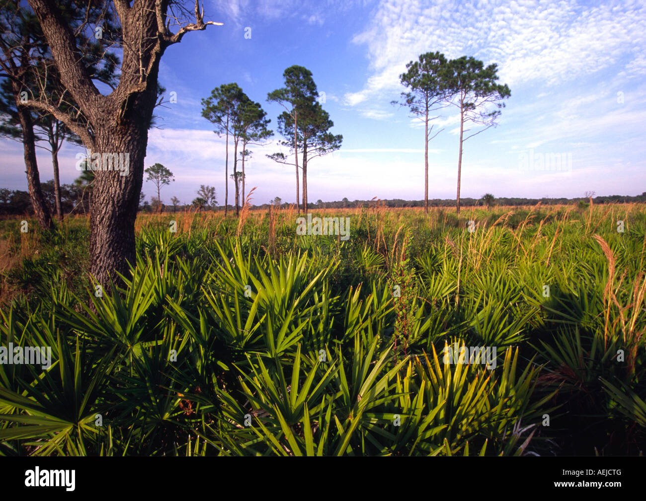 Florida pine flatwoods hi-res stock photography and images - Alamy