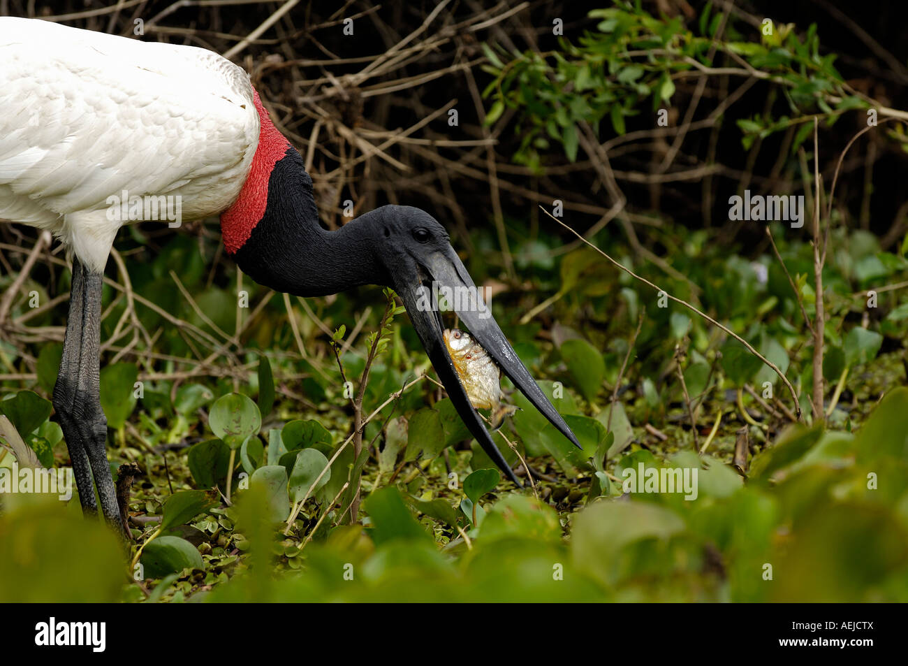 Jabiru storch jabiru hi-res stock photography and images - Alamy