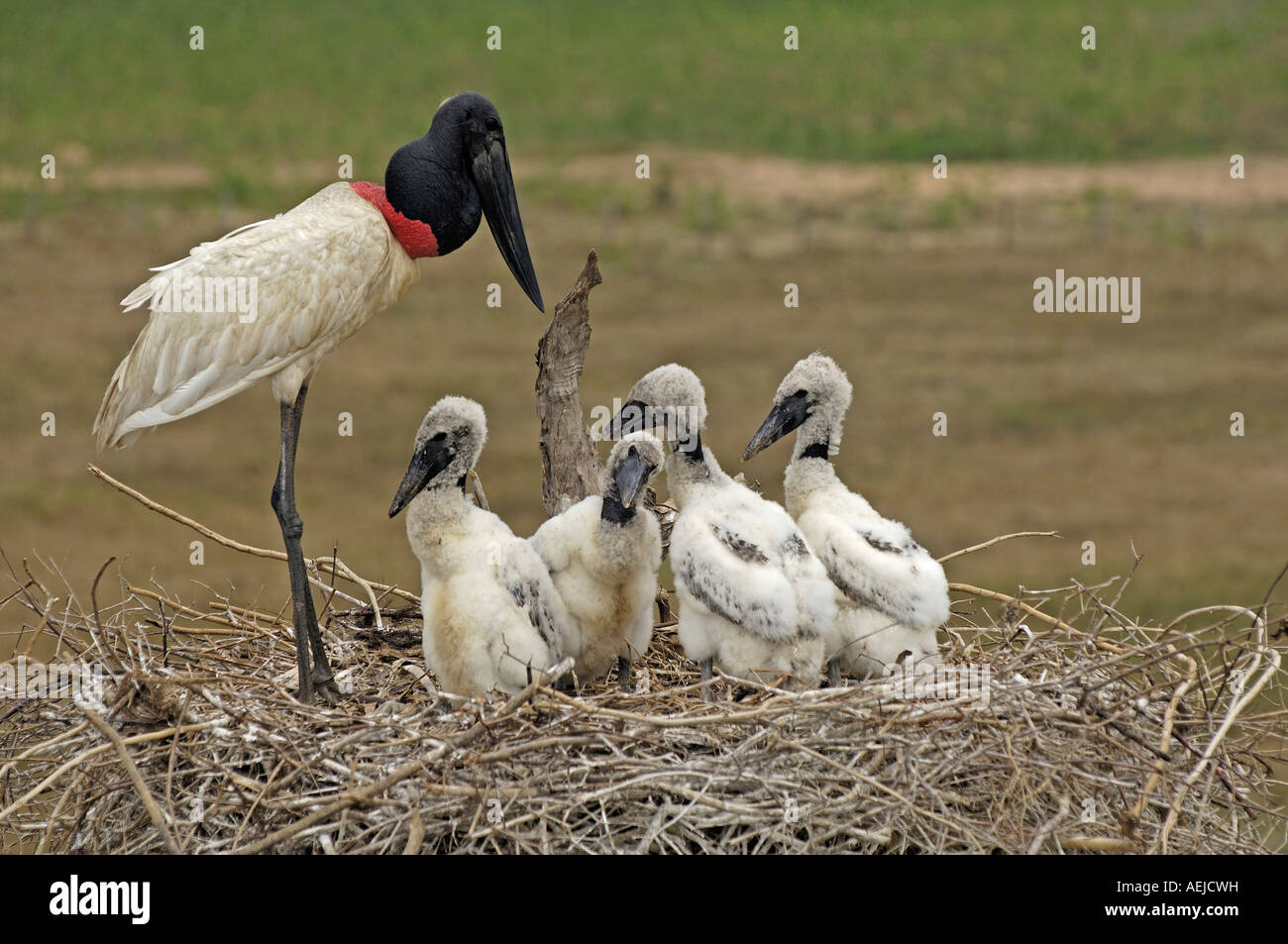 Jabiru, Jabiru mycteria , with kids in nest, Pantanal, Brasil Stock ...