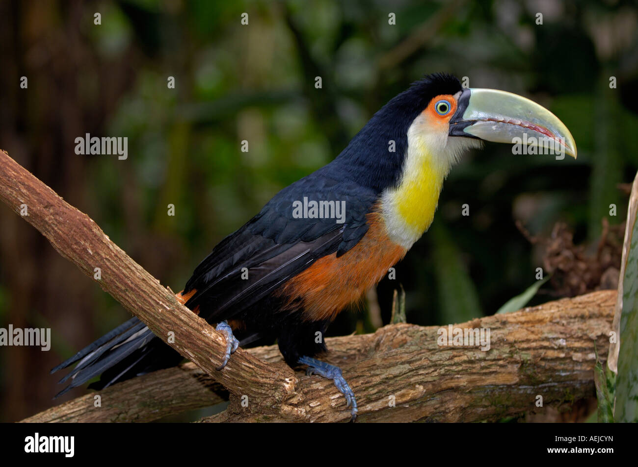 Red breasted toucan , Ramphastos dicolorus, Brasilien Stock Photo - Alamy