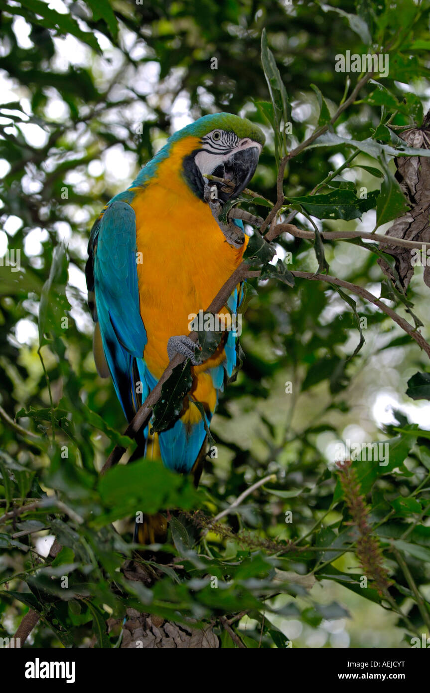 Ararauna, Ara ararauna, Pantanal, Brasilien Stock Photo - Alamy