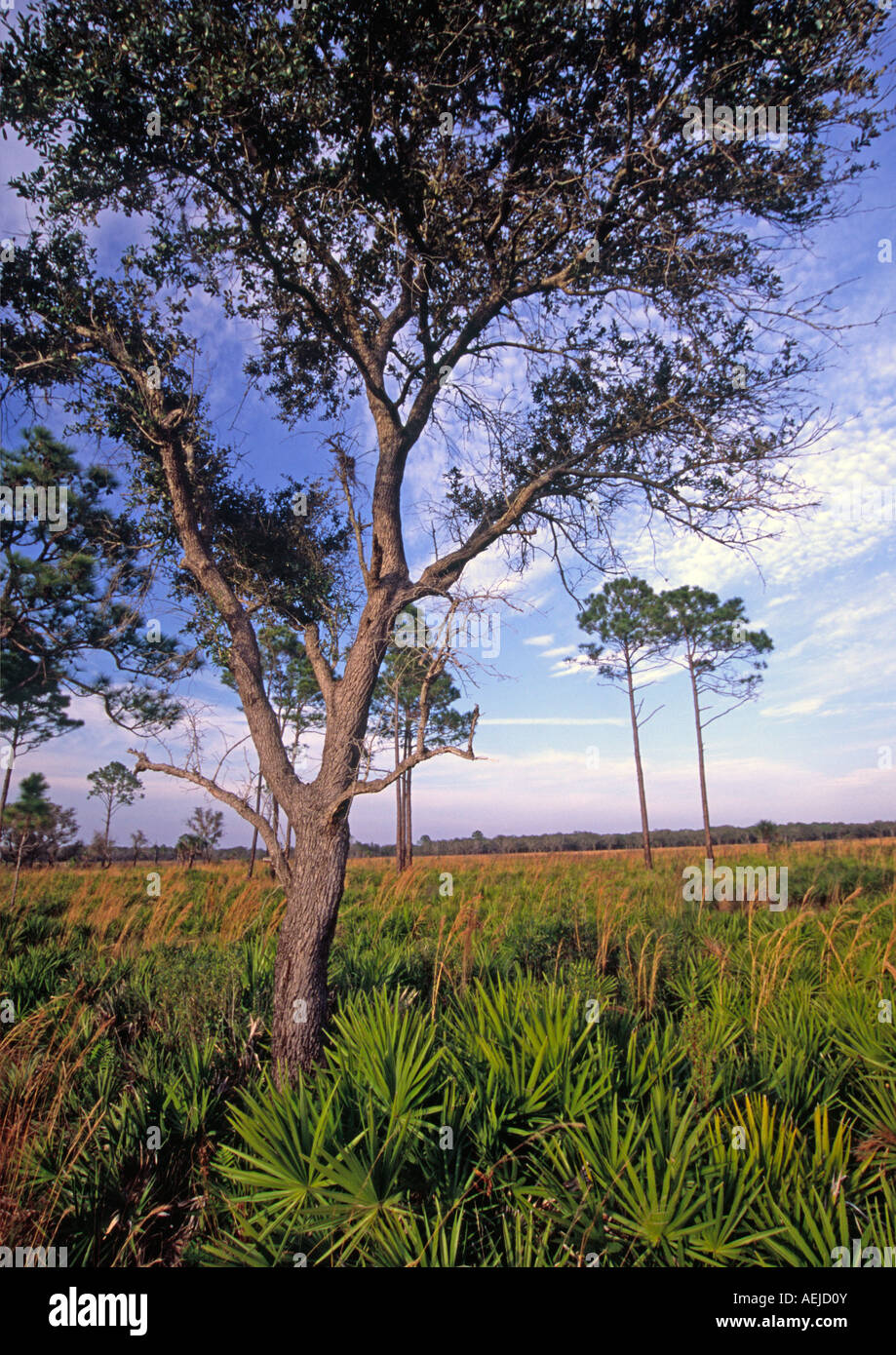 Florida Pine Trees High Resolution Stock Photography and Images - Alamy