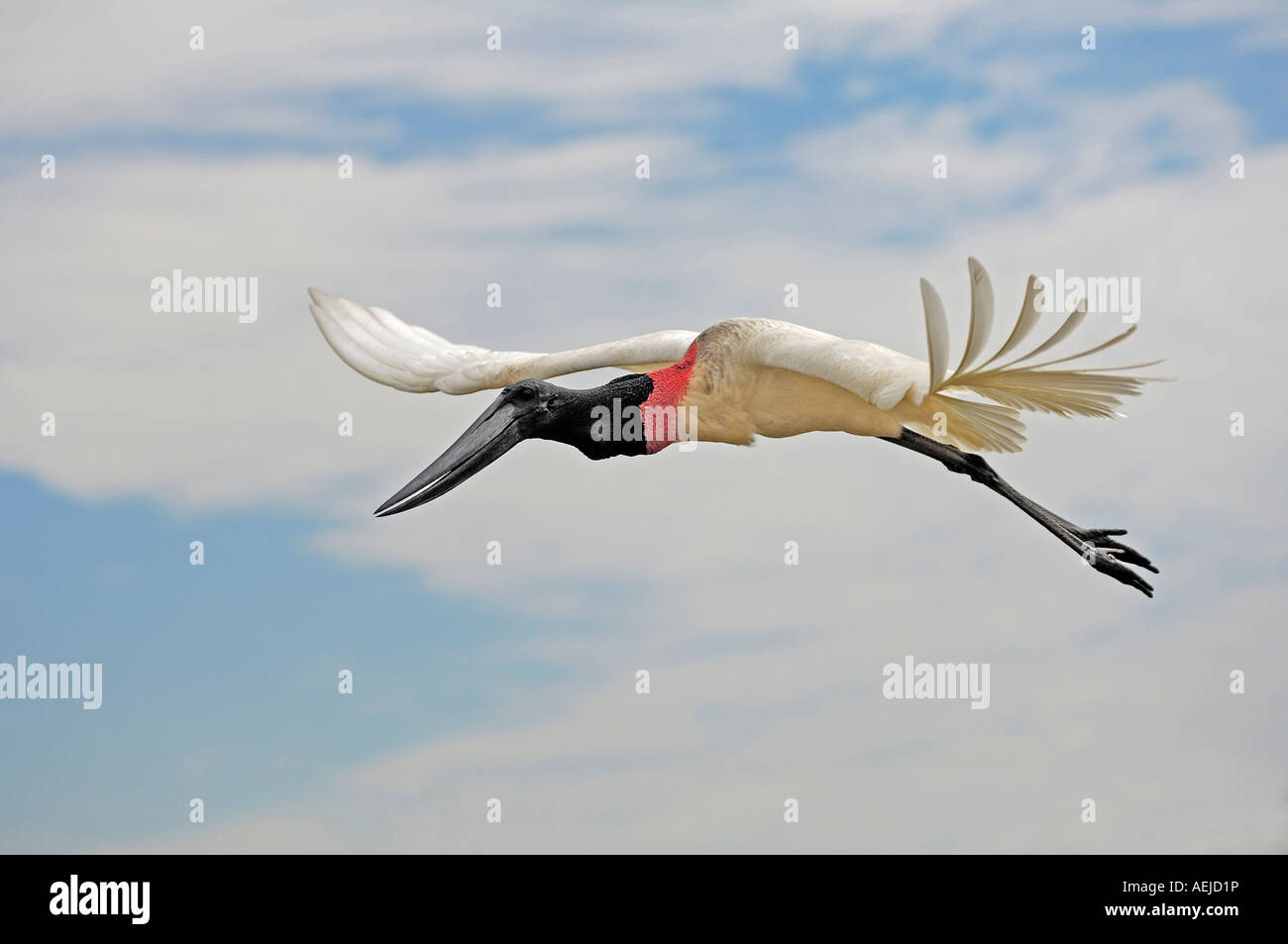 Jabiru storch jabiru hi-res stock photography and images - Alamy