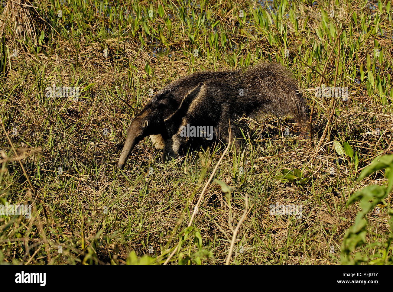 Great ant eater, Myrmecophaga tridactyla, Pantanal, Brasilien Stock ...