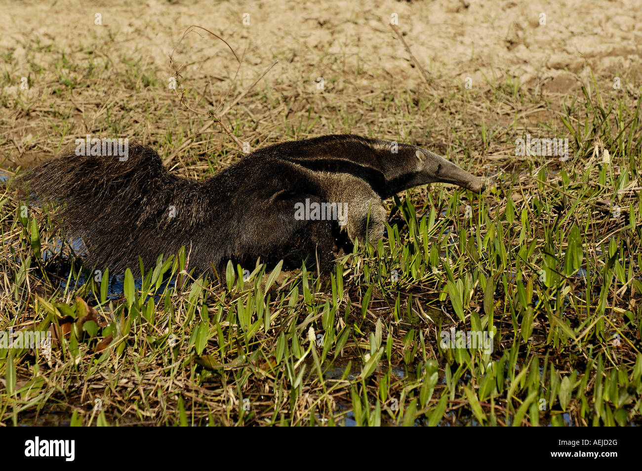 Great ant eater, Myrmecophaga tridactyla, Pantanal, Brasilien Stock ...