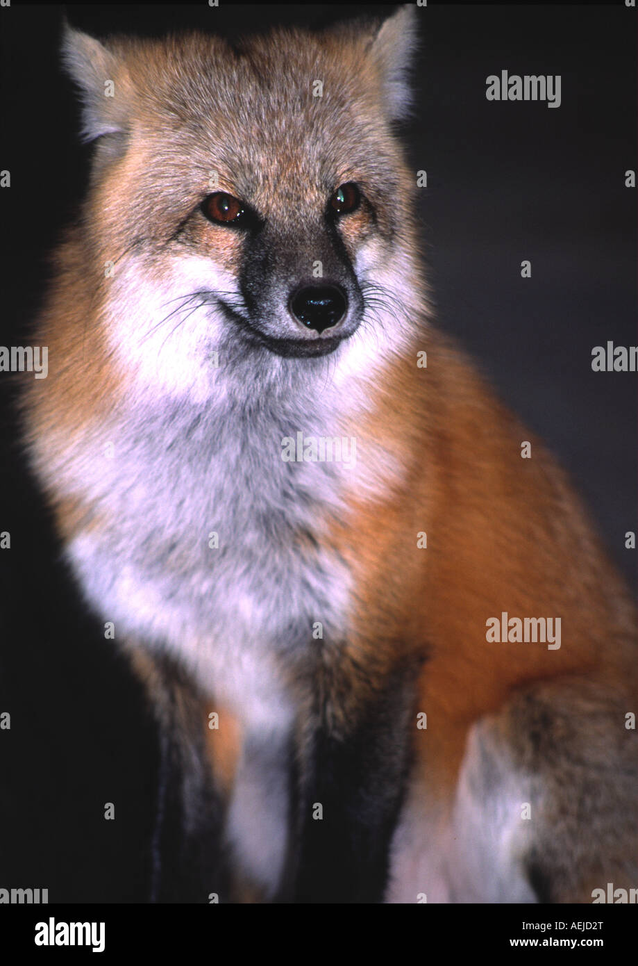 foxy red fox mammal Stock Photo - Alamy