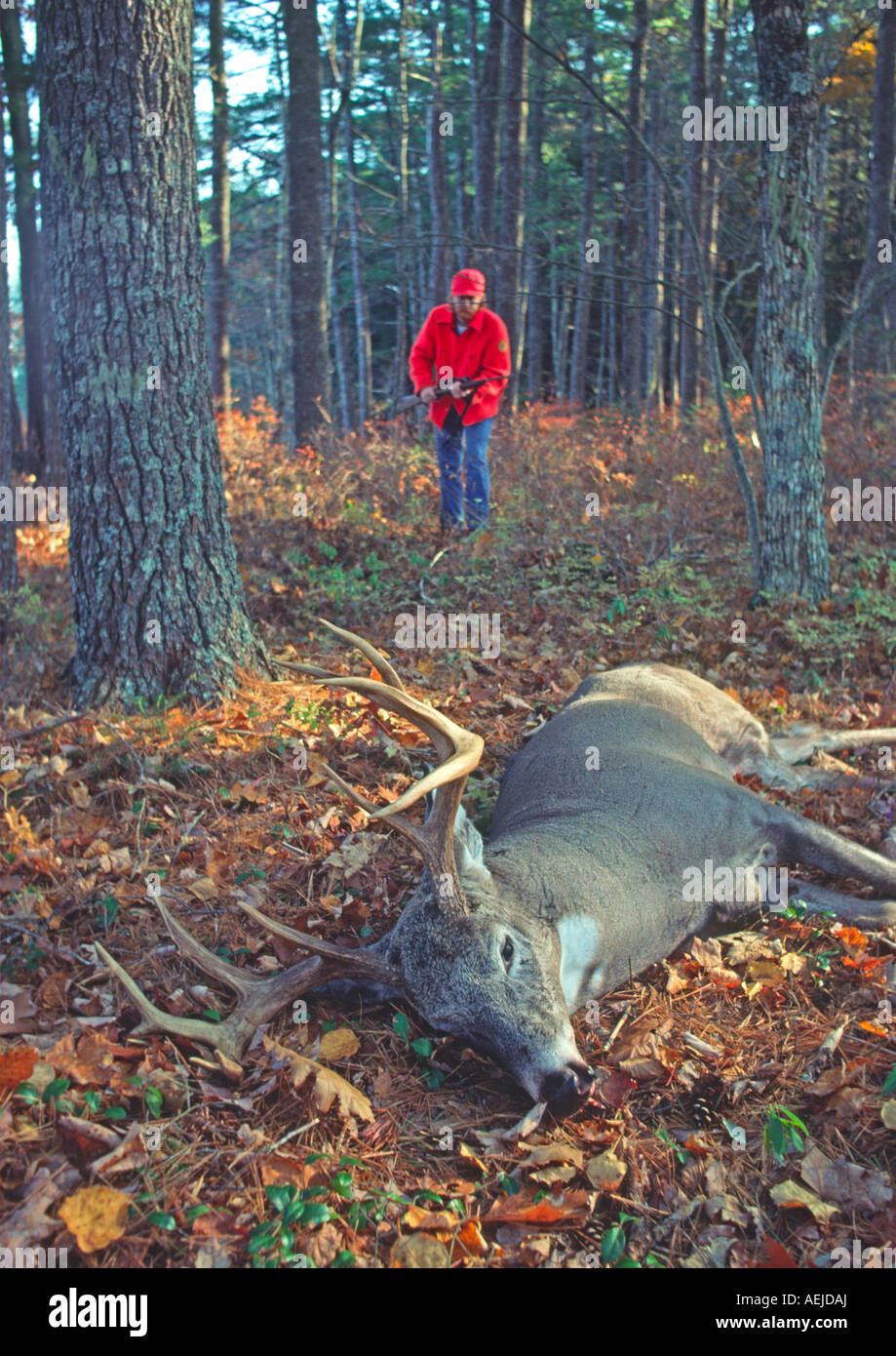 a deer hunter approaching a 12 point buck white-tailed deer that he has ...