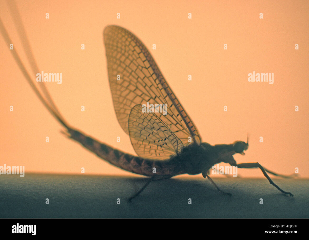 Mayfly species hi-res stock photography and images - Alamy