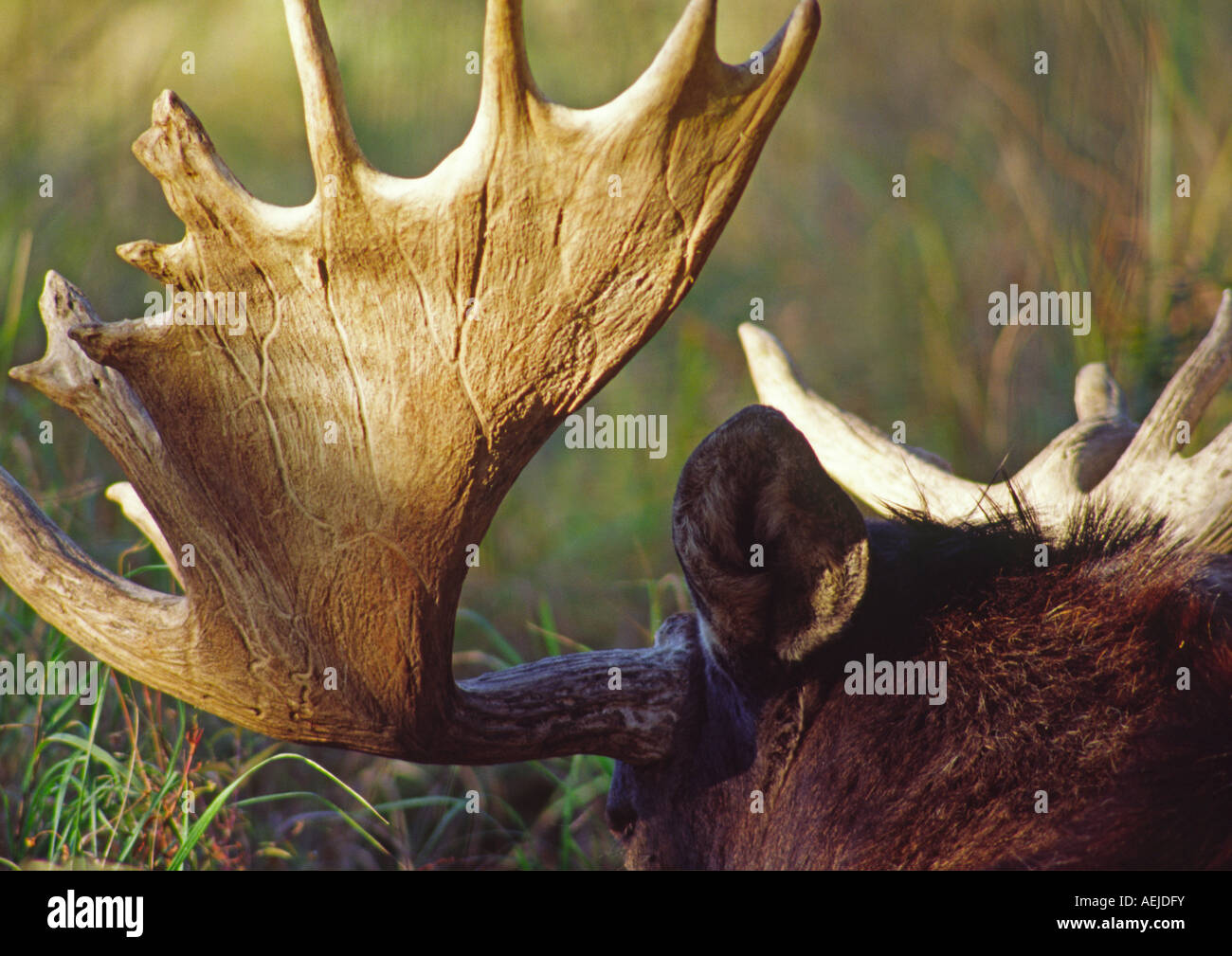 Moose species hi-res stock photography and images - Alamy
