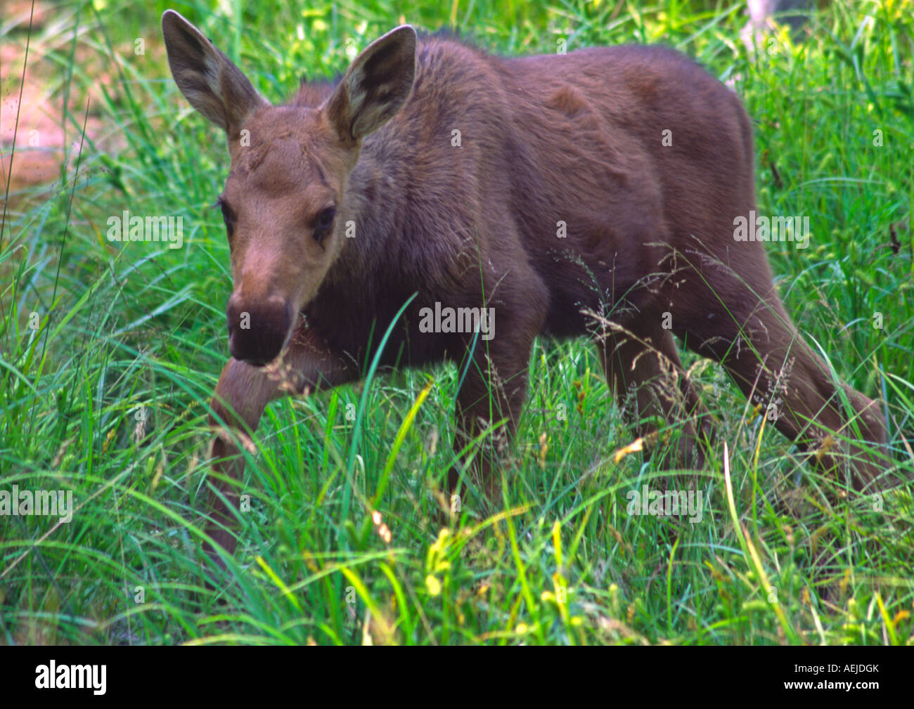 moose calf in Maine, USA Stock Photo - Alamy