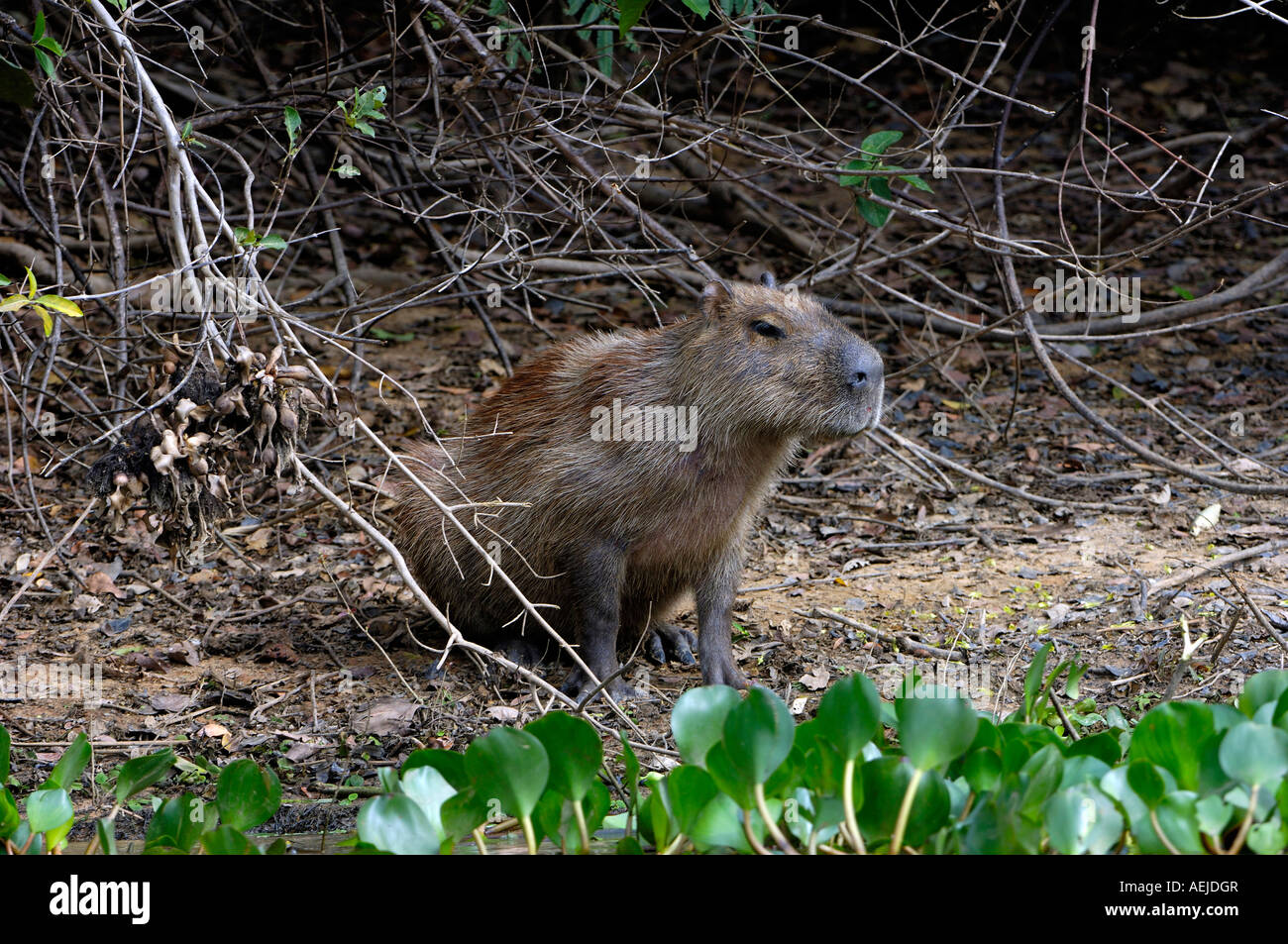Capibara brasil hi-res stock photography and images - Alamy