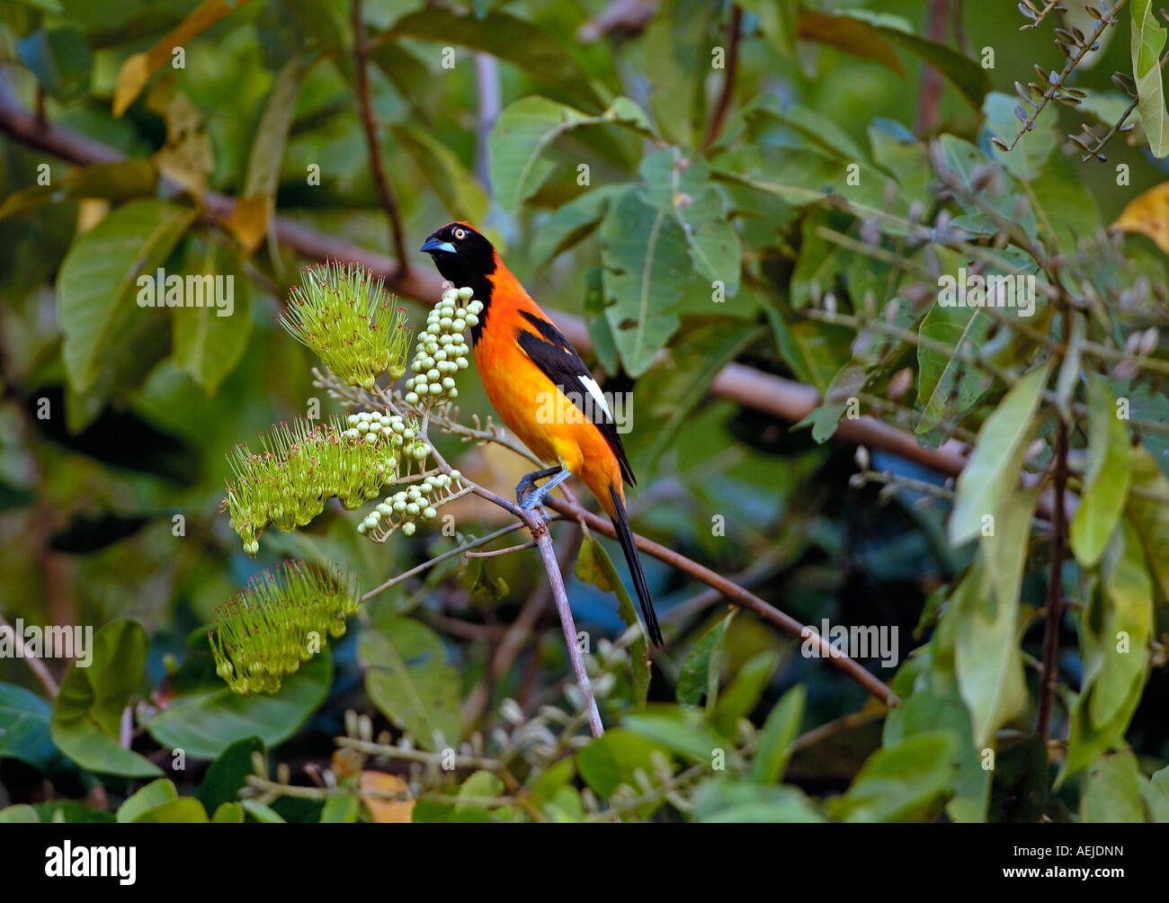 Orange Trupial, Icterus icterus, Pantanal, Brasil Stock Photo - Alamy