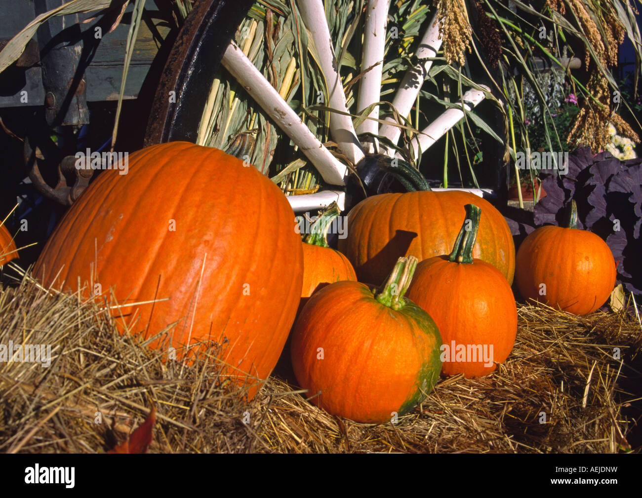 pumpkins in Maine USA Stock Photo - Alamy