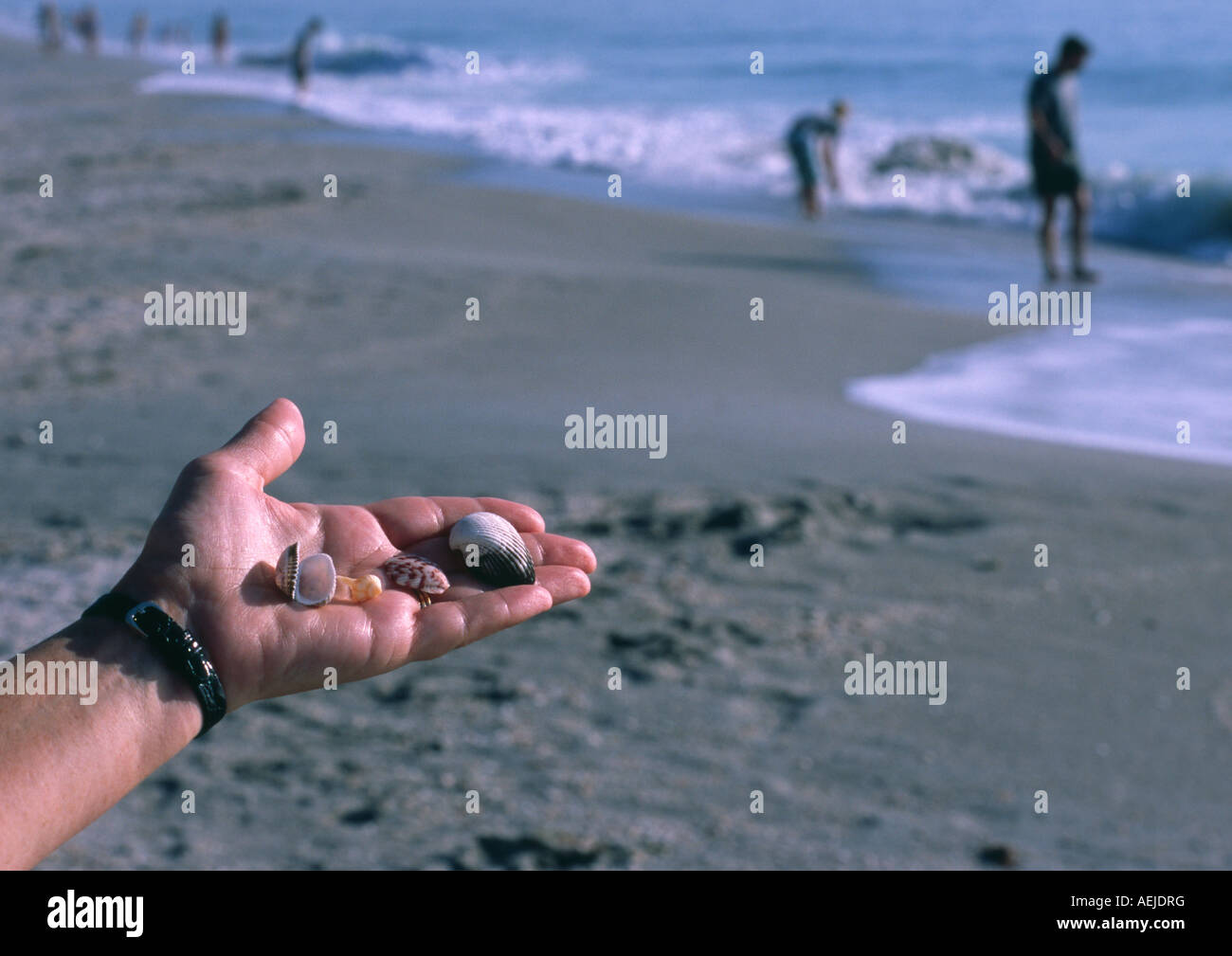 seashells florida beach Stock Photo - Alamy