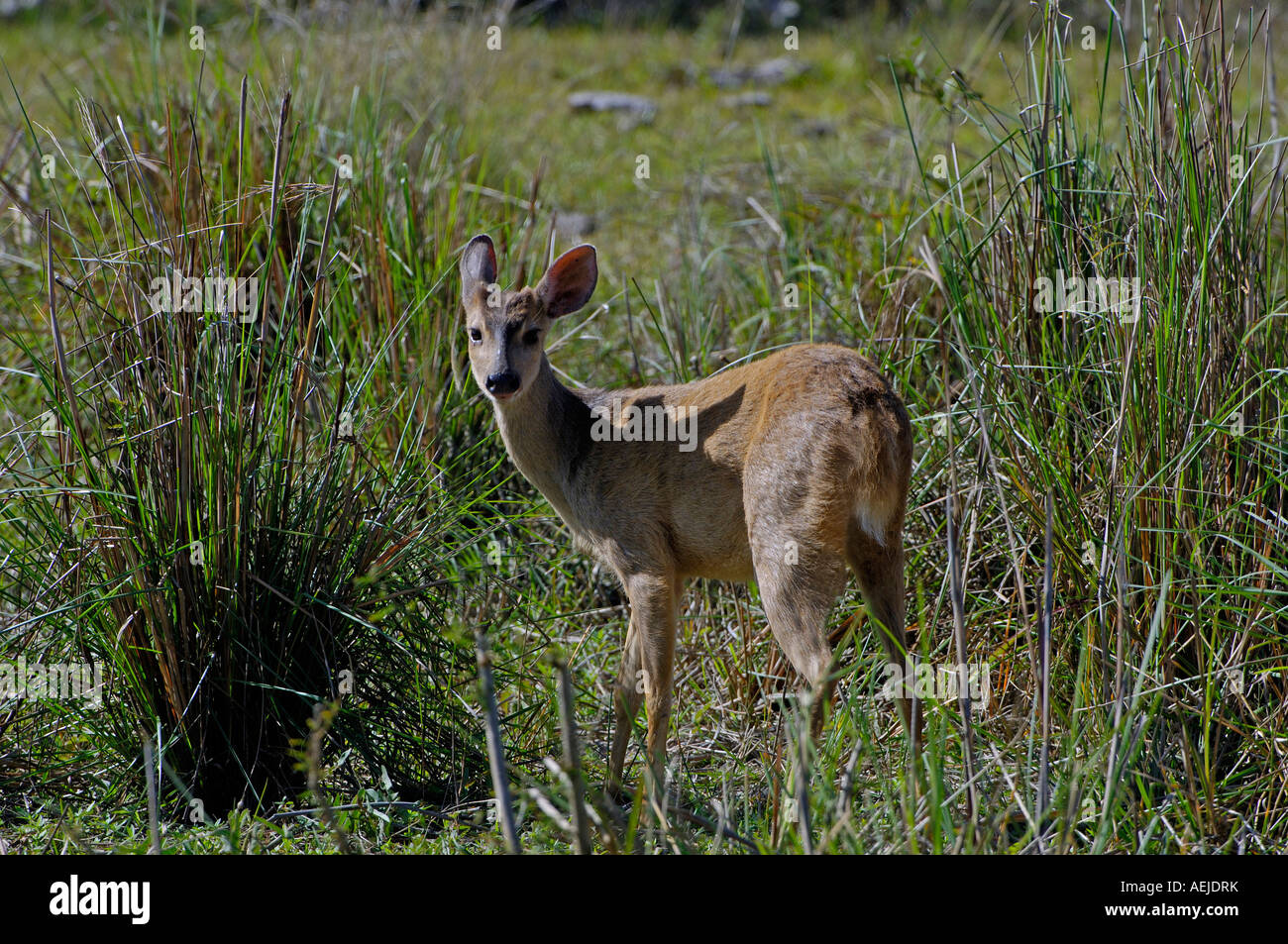Mazama americana, Pantanal, Brasil Stock Photo - Alamy