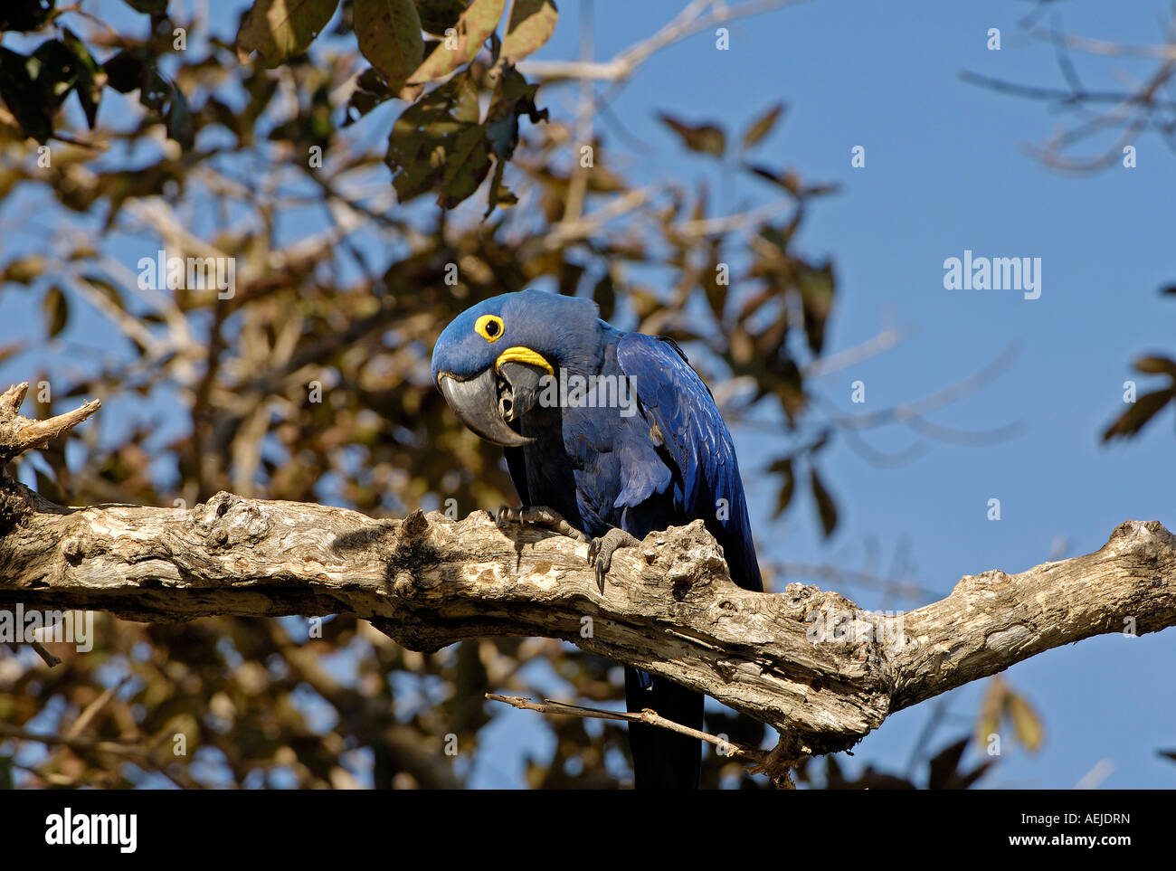 Blue Ara, macaw, Anodorhynchus hyacinthinus, Pantanal, Brasil Stock ...